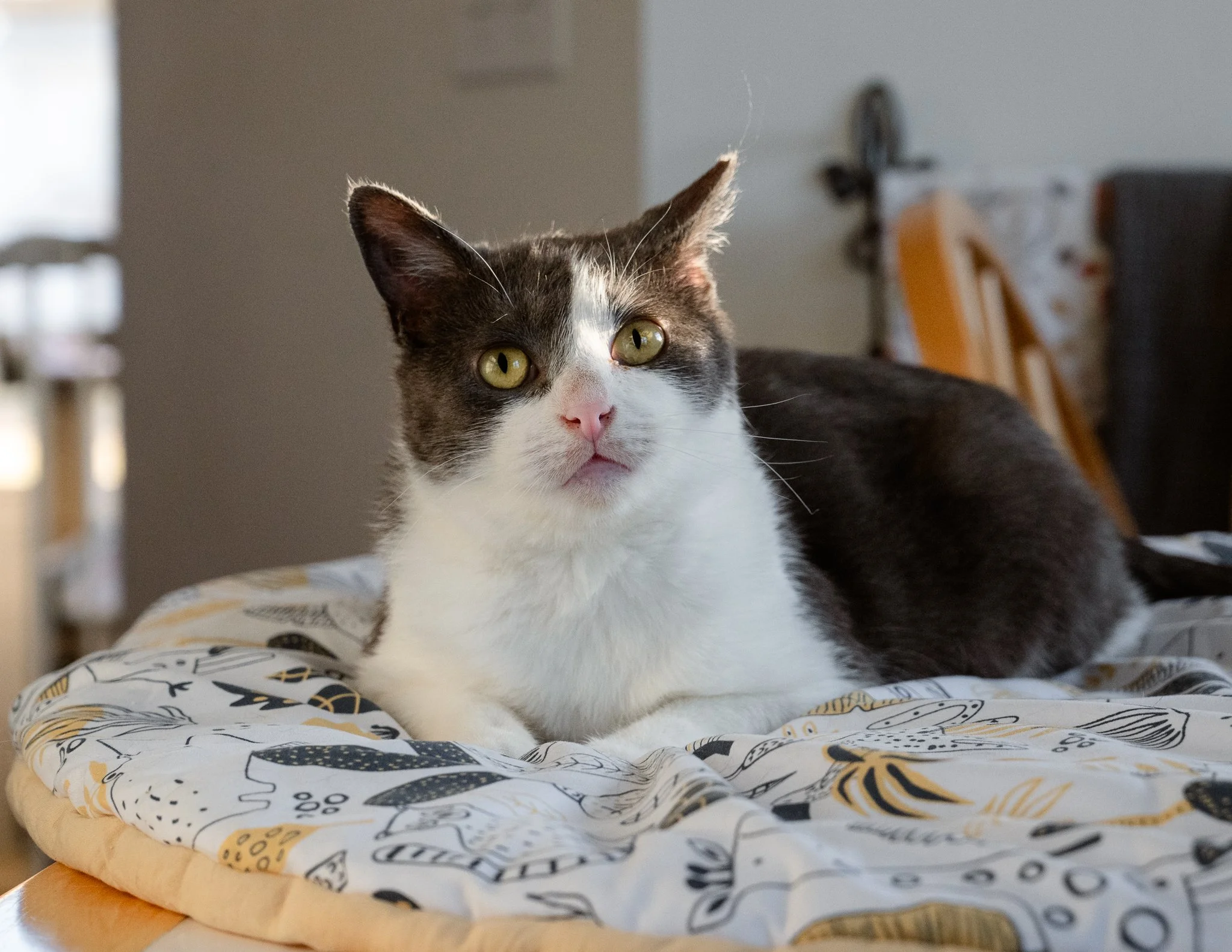 Kitten and Cat adoption — For The Love Of Cats