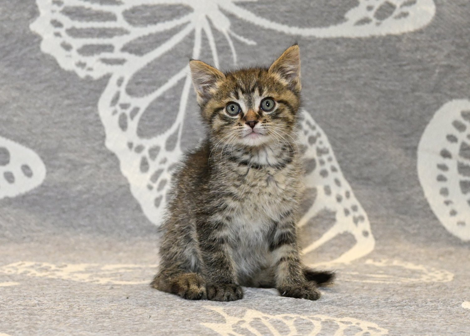 Kitten and Cat adoption — For The Love Of Cats