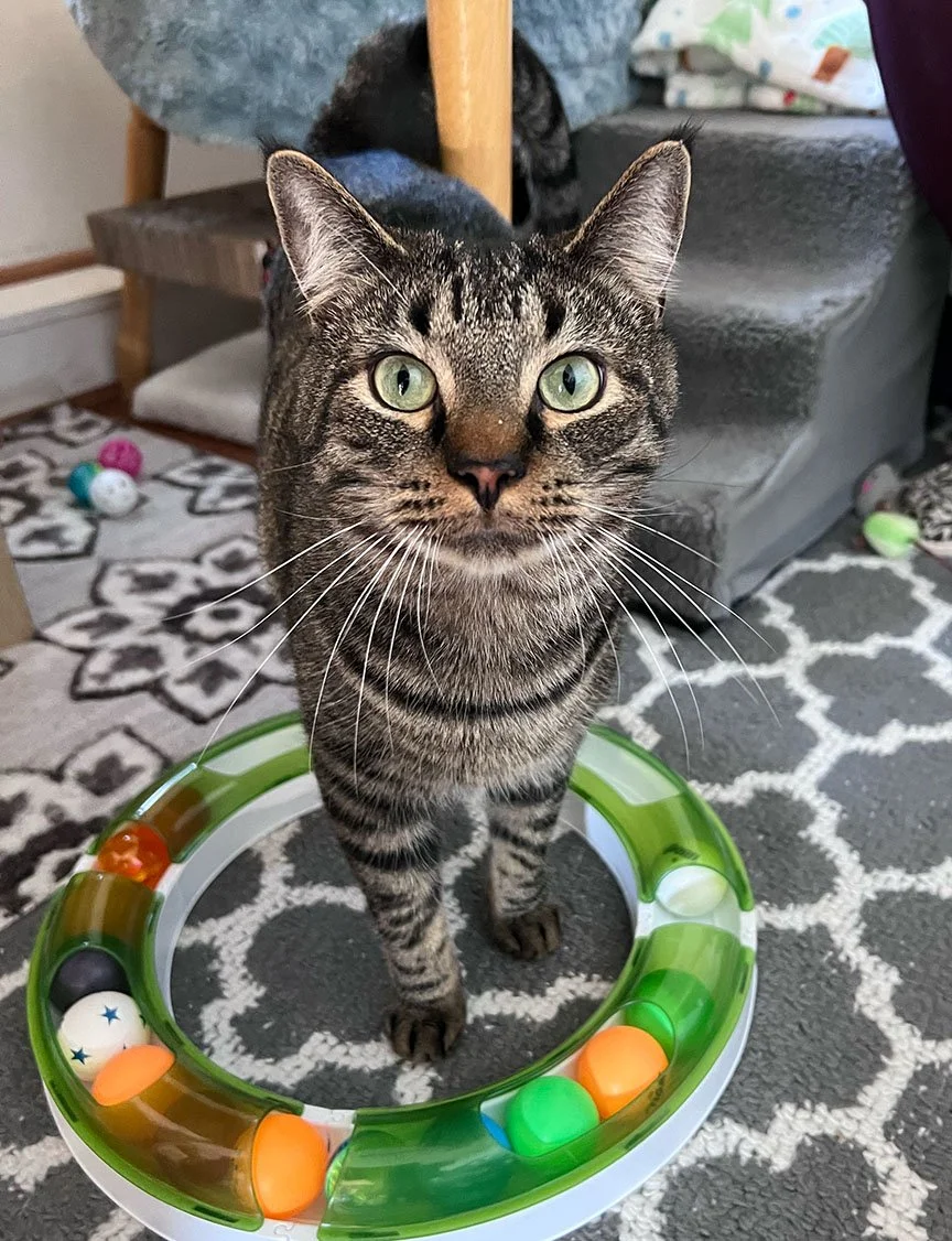 Kitten and Cat adoption — For The Love Of Cats