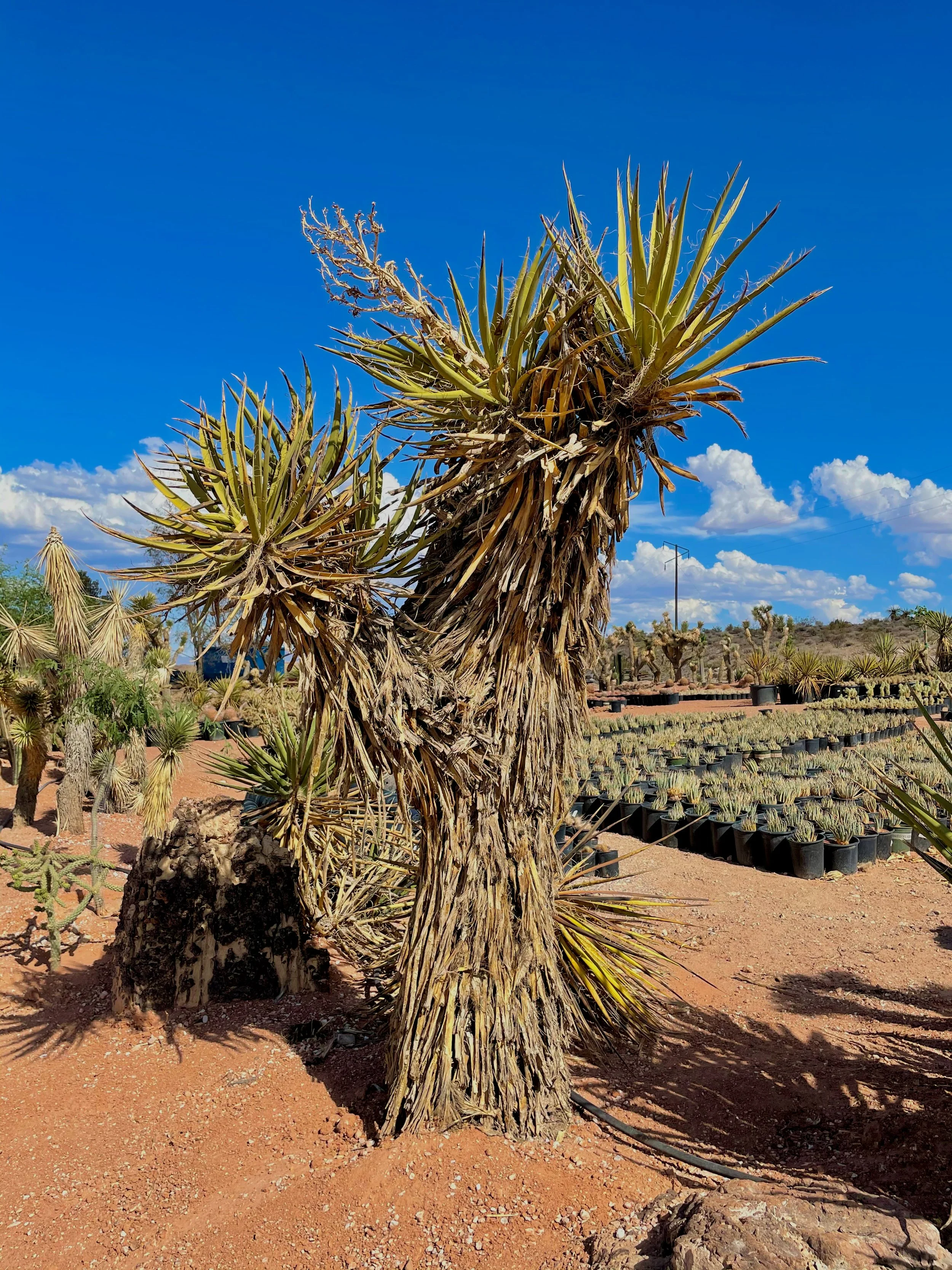 Joshua Tree | Buy Yucca brevifolia Online - Cactus World