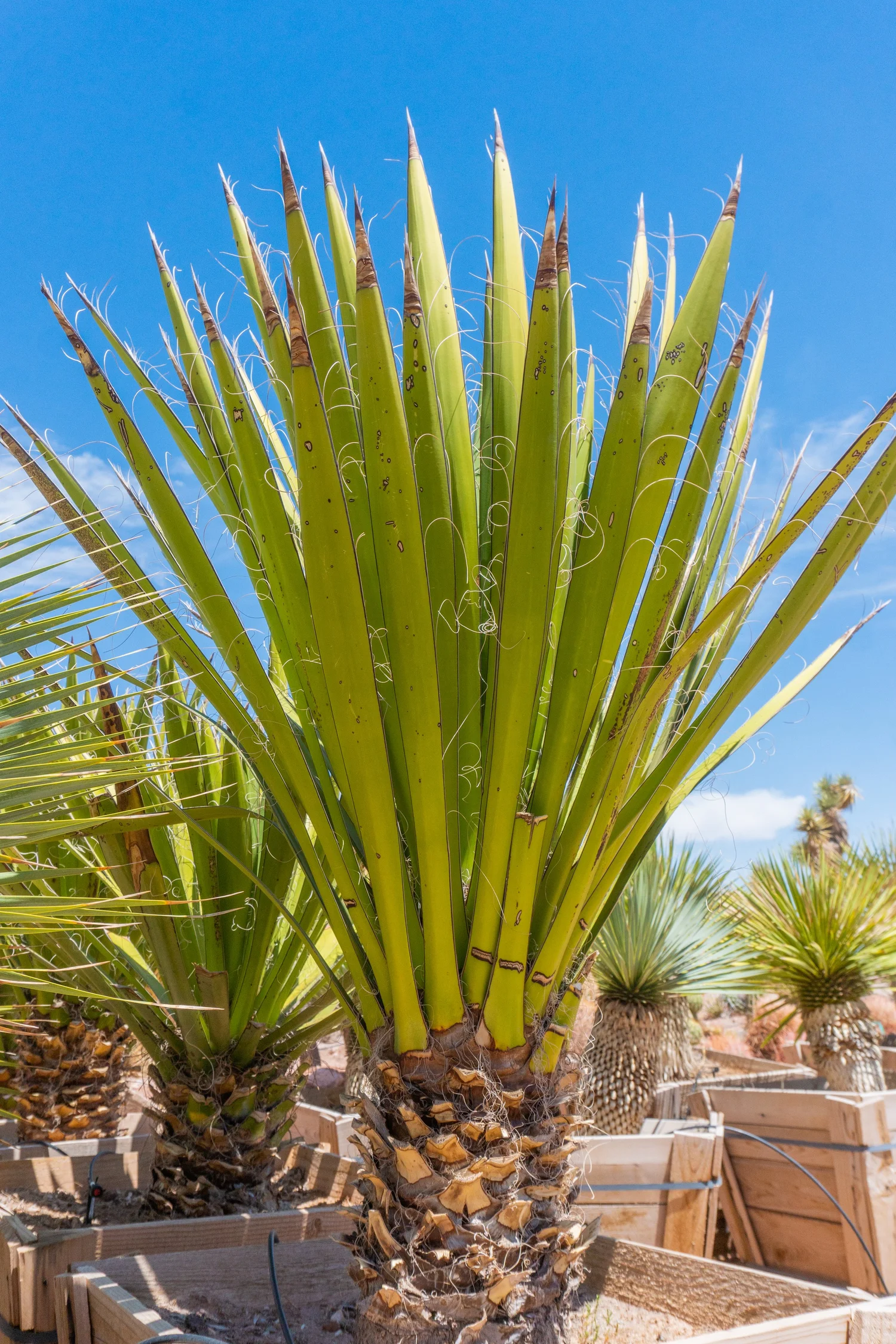 Joshua Tree | Buy Yucca brevifolia Online - Cactus World