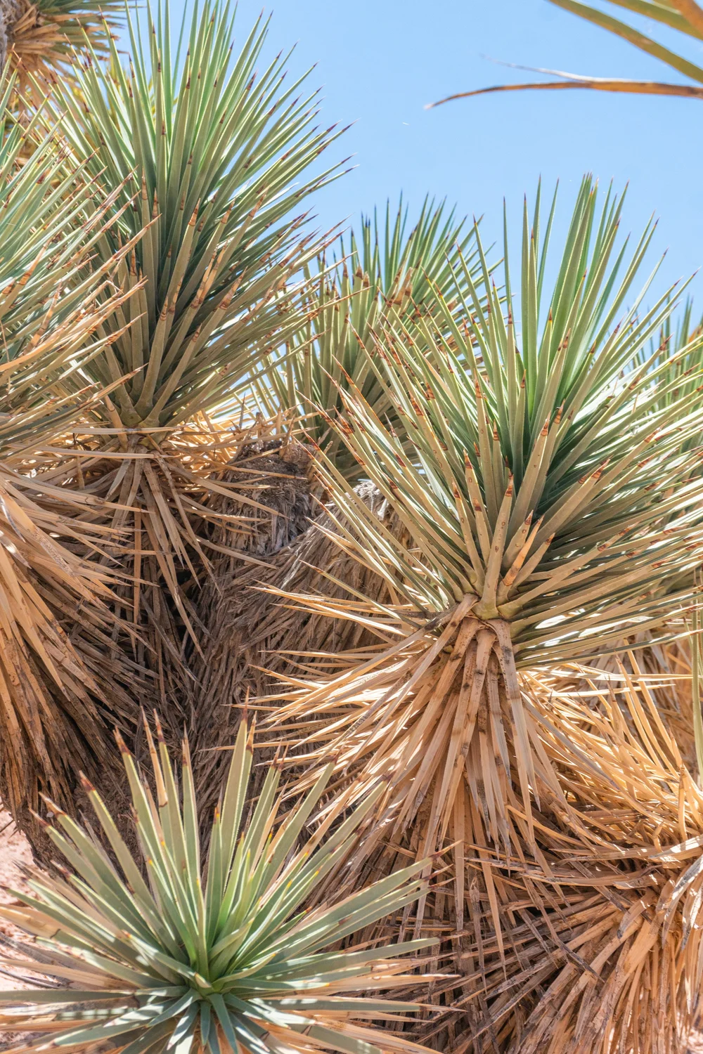 Joshua Tree | Buy Yucca brevifolia Online - Cactus World