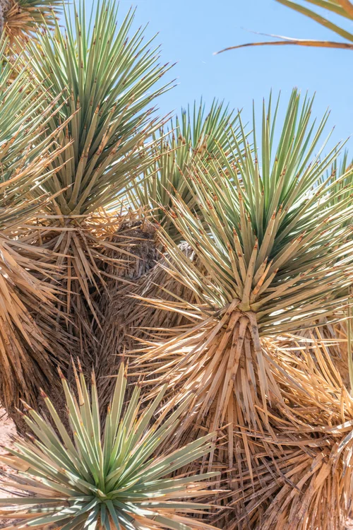 Home Page: Cactus World | Buy Cacti Online - Unique & Rare Cactus ...