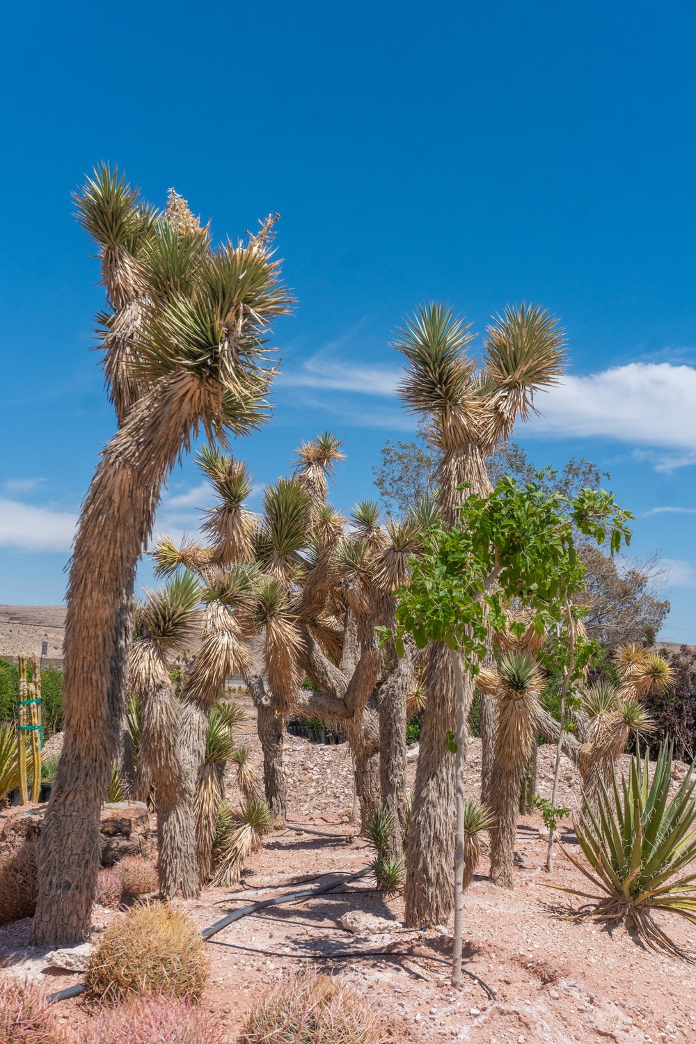 Joshua Tree | Buy Yucca brevifolia Online - Cactus World