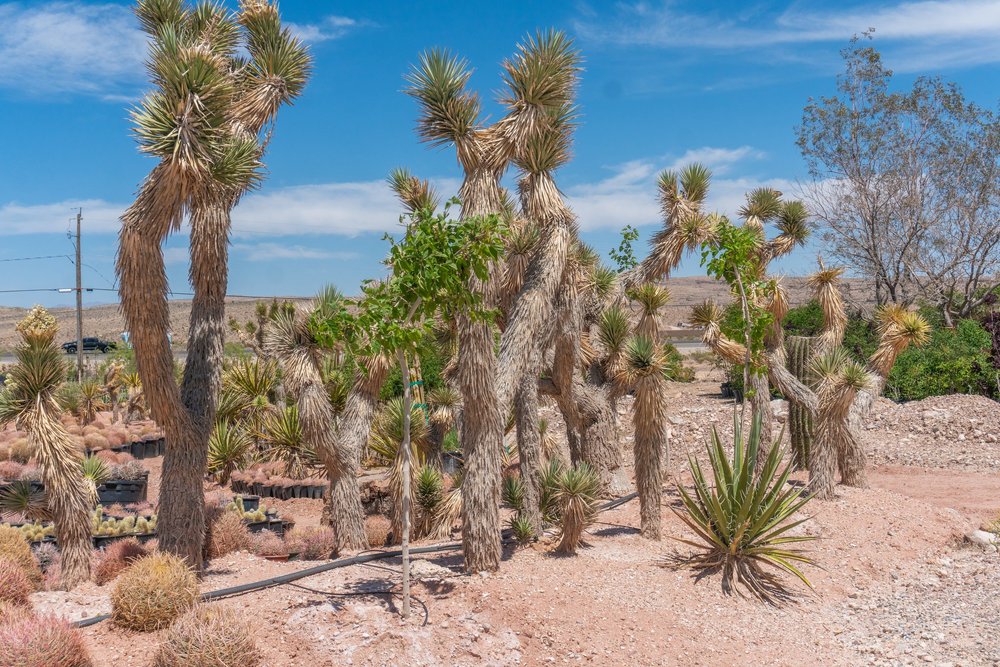 Home Page: Cactus World | Buy Cacti Online - Unique & Rare Cactus ...