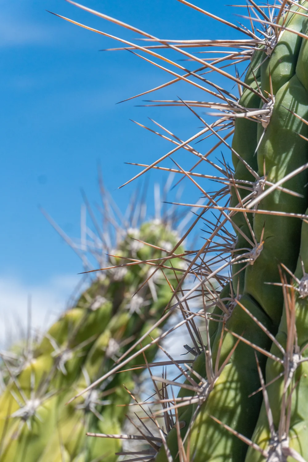 Long Cactus