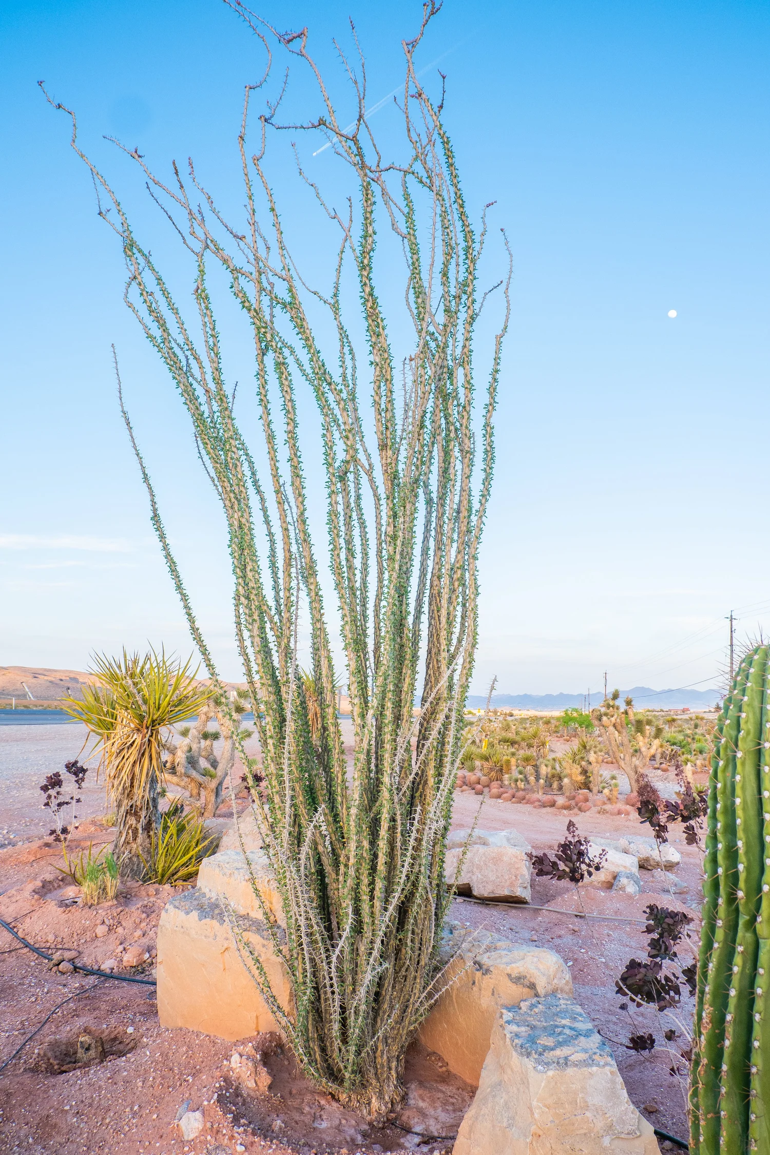 Home Page: Cactus World | Buy Cacti Online - Unique & Rare Cactus ...