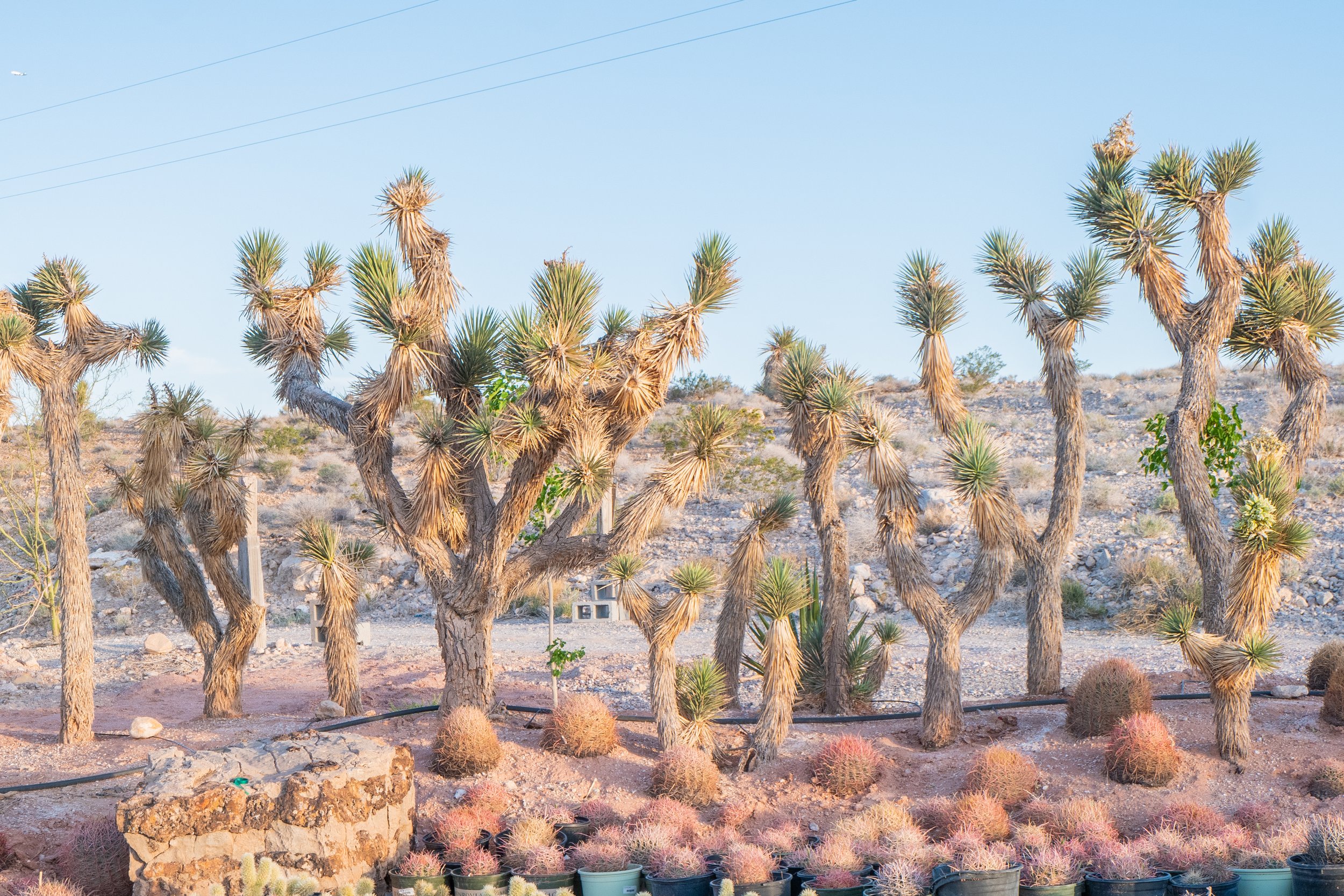 Home Page: Cactus World | Buy Cacti Online - Unique & Rare Cactus ...