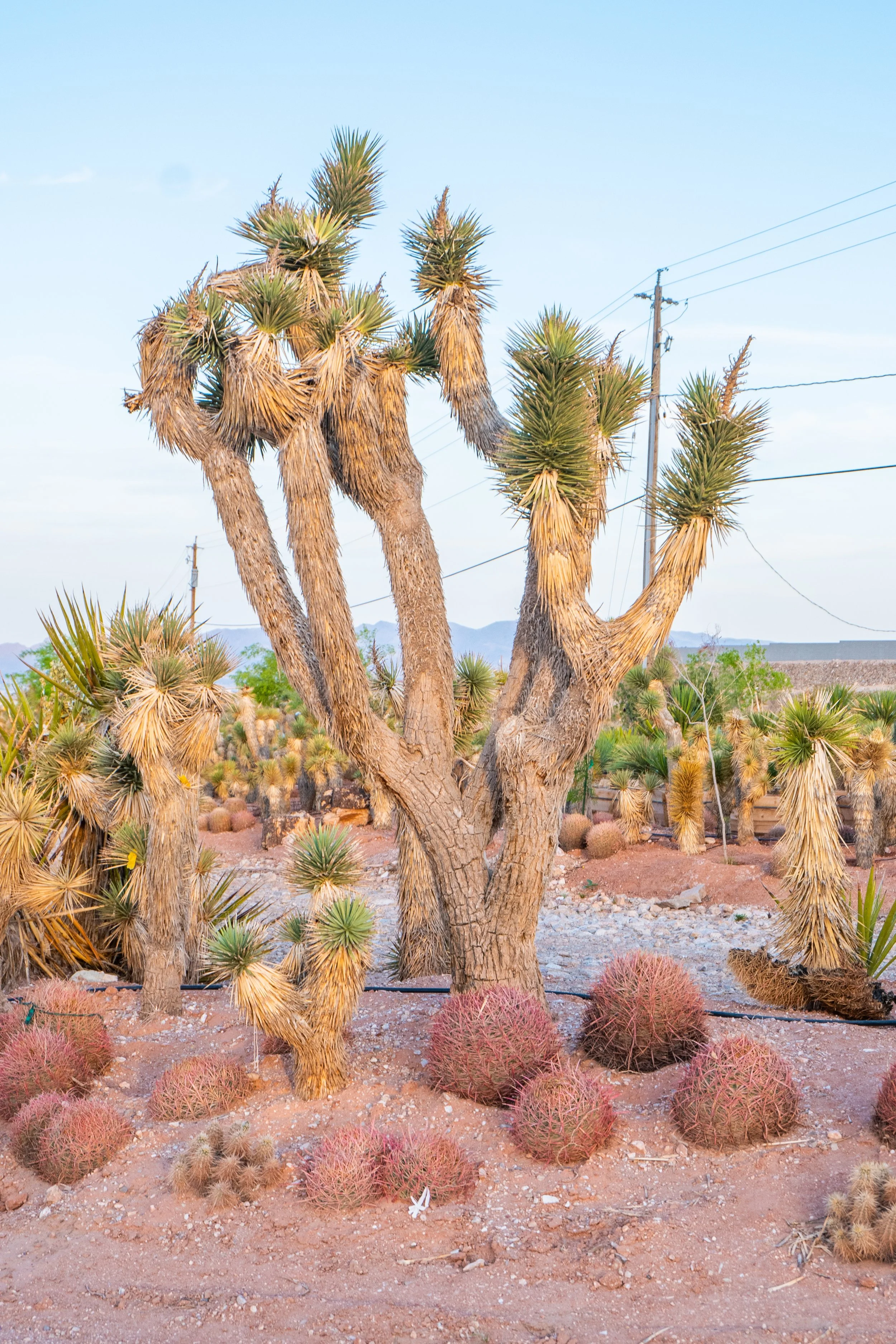 Home Page: Cactus World | Buy Cacti Online - Unique & Rare Cactus ...