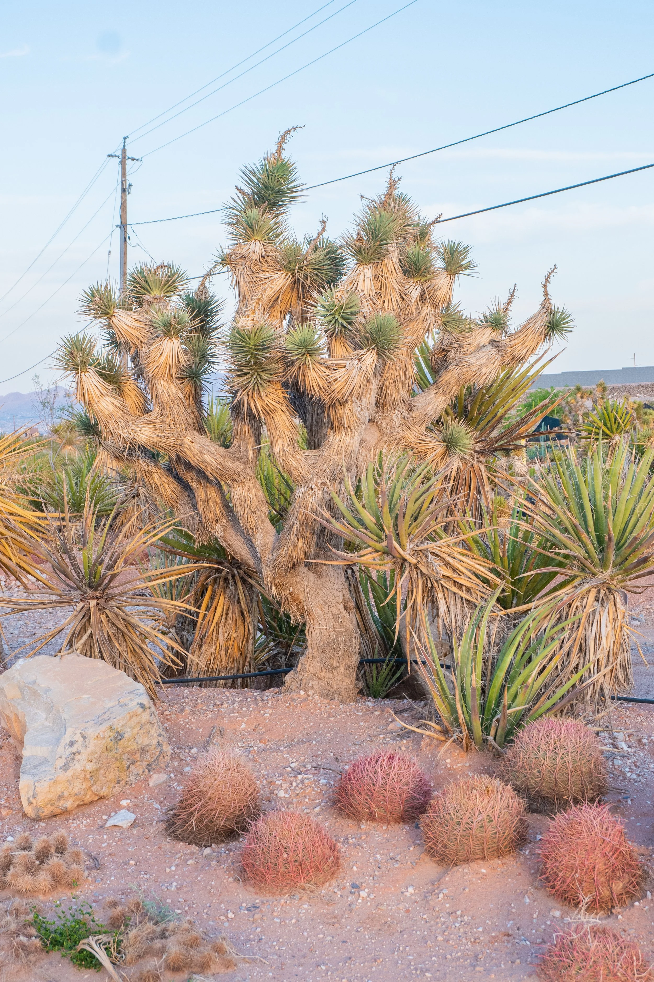 Joshua Tree | Buy Yucca brevifolia Online - Cactus World