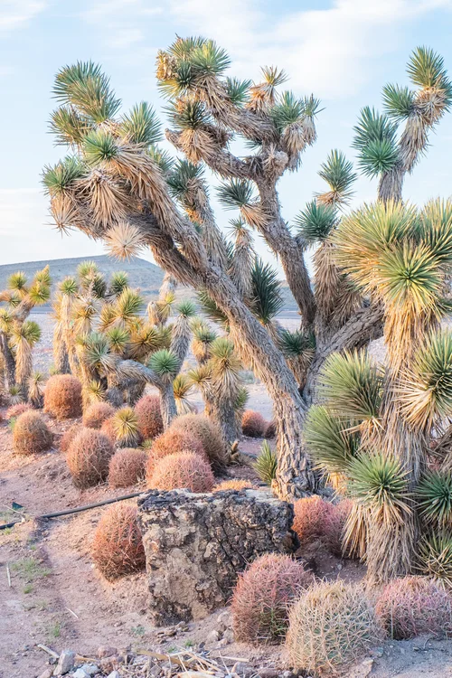 Home Page: Cactus World | Buy Cacti Online - Unique & Rare Cactus ...