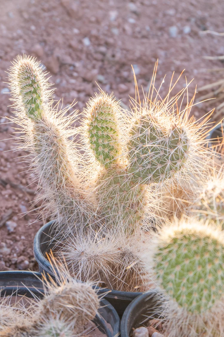Joshua Tree | Buy Yucca brevifolia Online - Cactus World