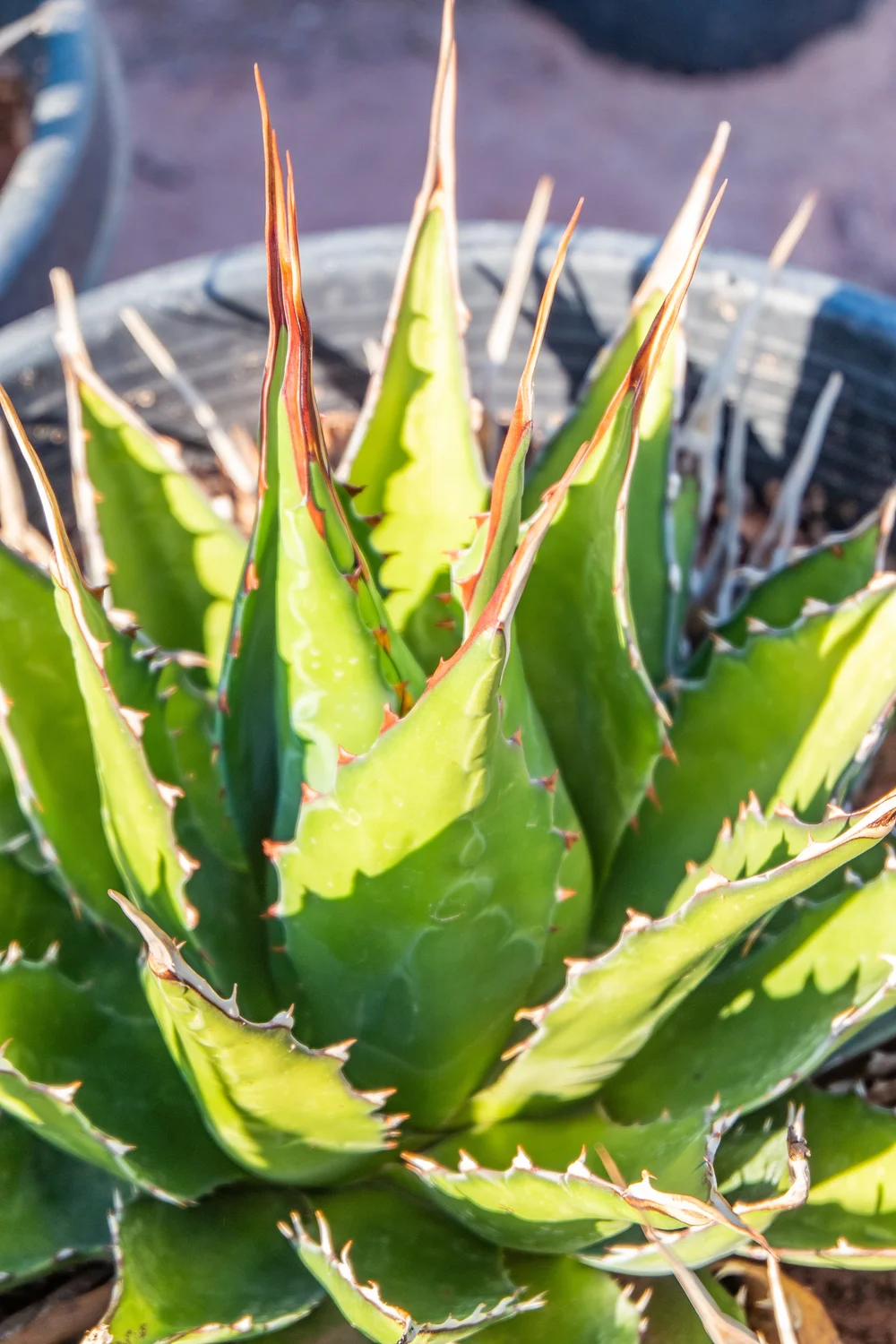 Joshua Tree | Buy Yucca brevifolia Online - Cactus World