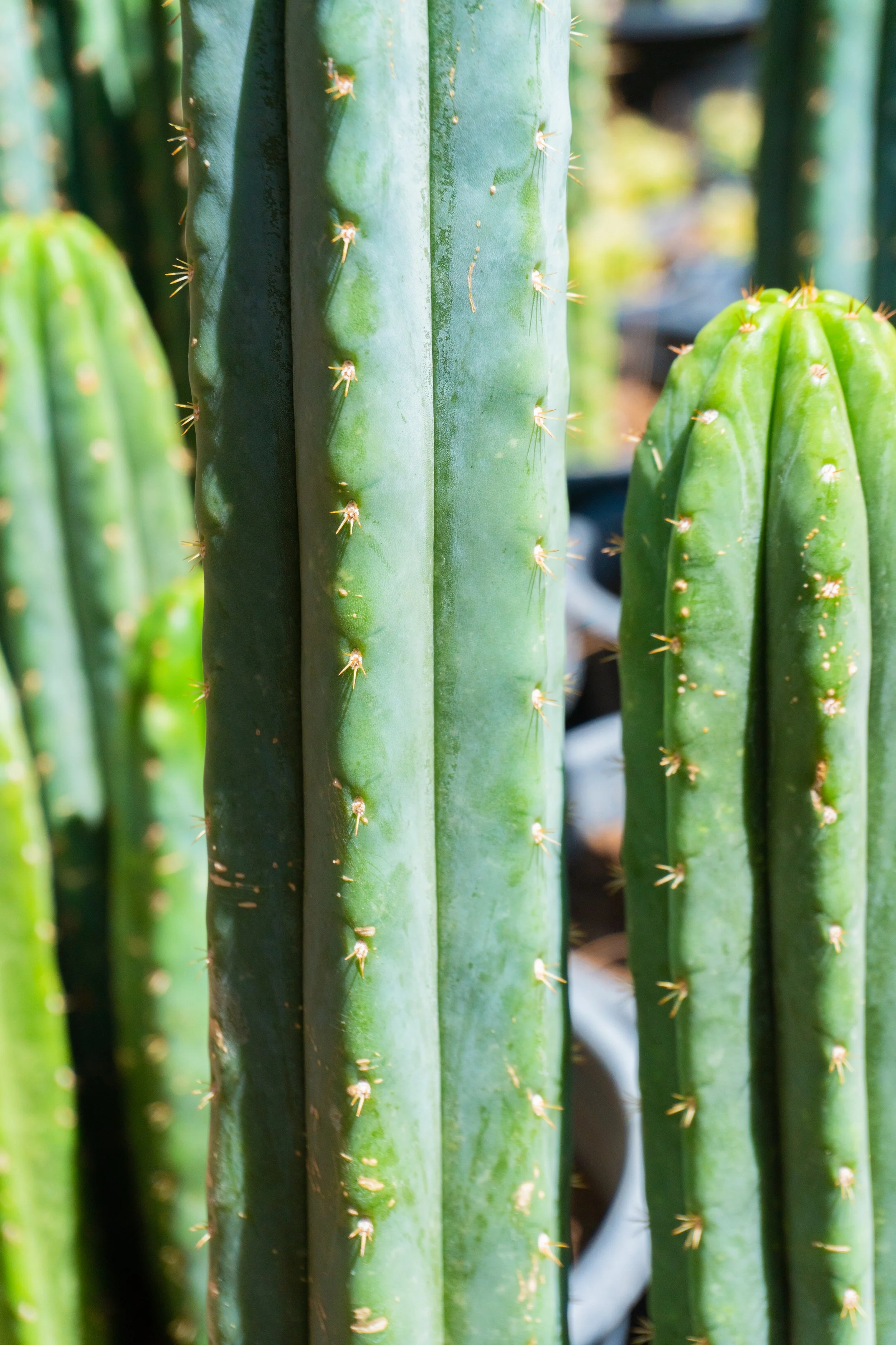 Shop — Cactus World