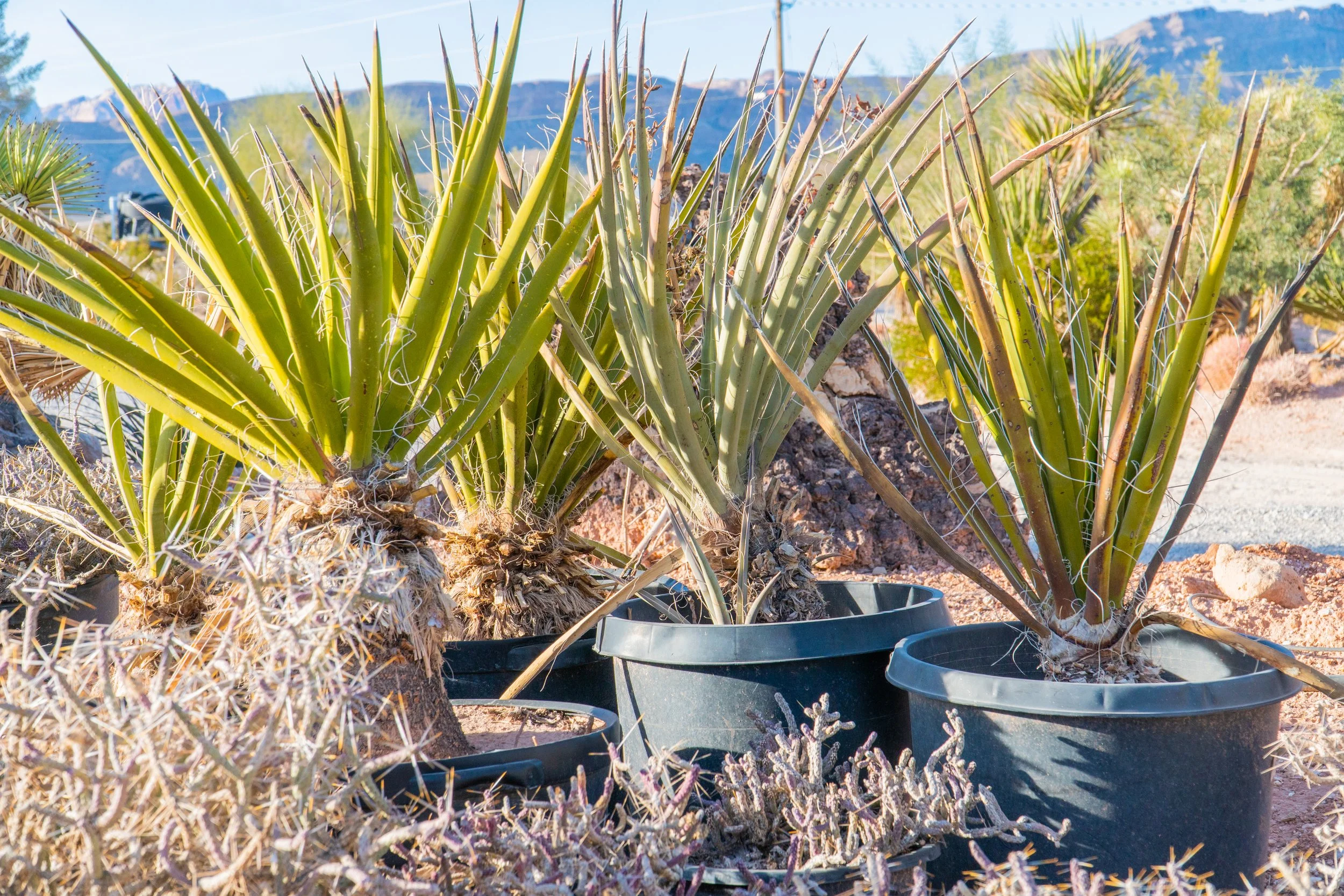 Joshua Tree | Buy Yucca brevifolia Online - Cactus World