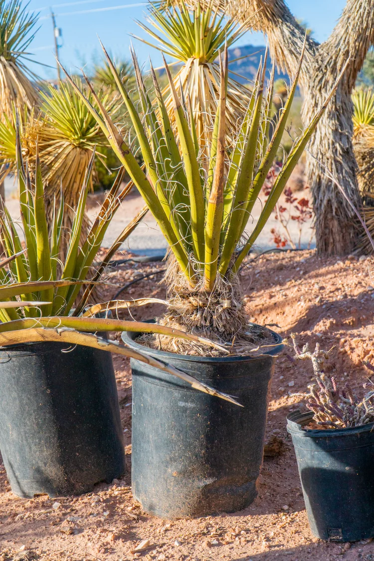 Joshua Tree | Buy Yucca brevifolia Online - Cactus World