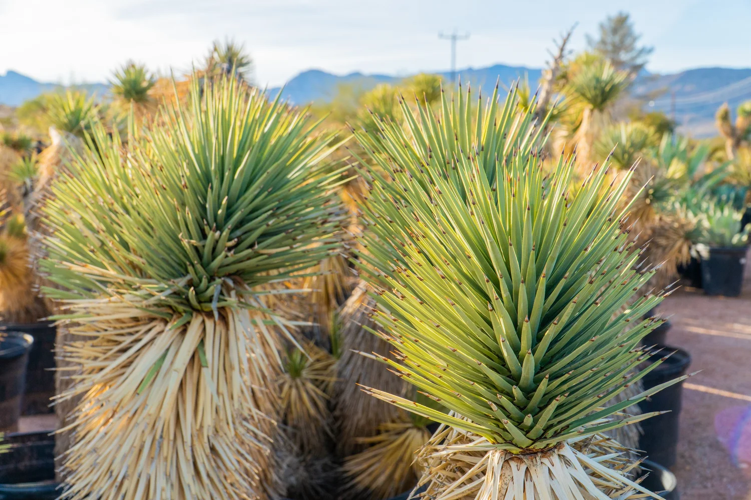 Joshua Tree | Buy Yucca brevifolia Online - Cactus World