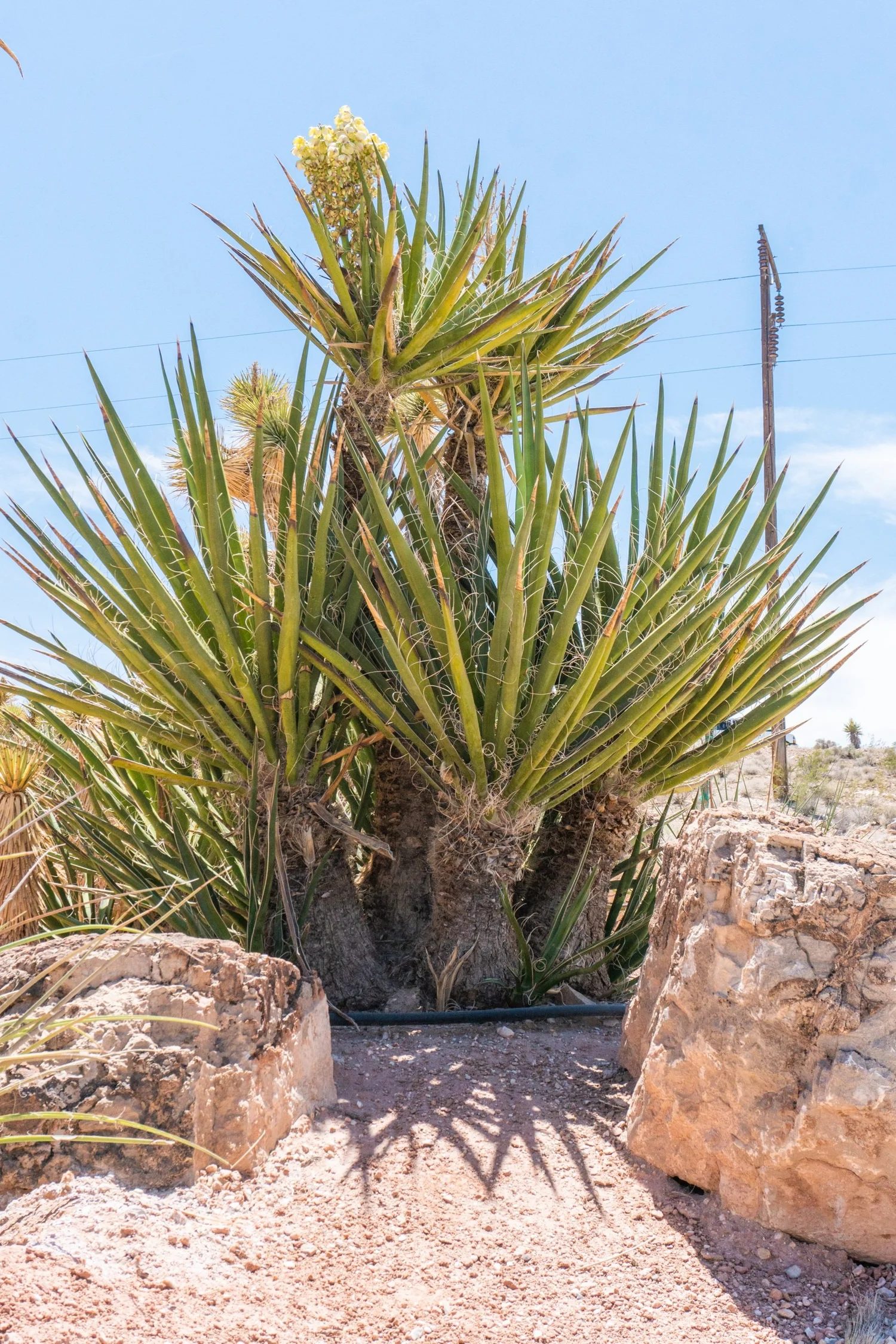 Joshua Tree | Buy Yucca brevifolia Online - Cactus World