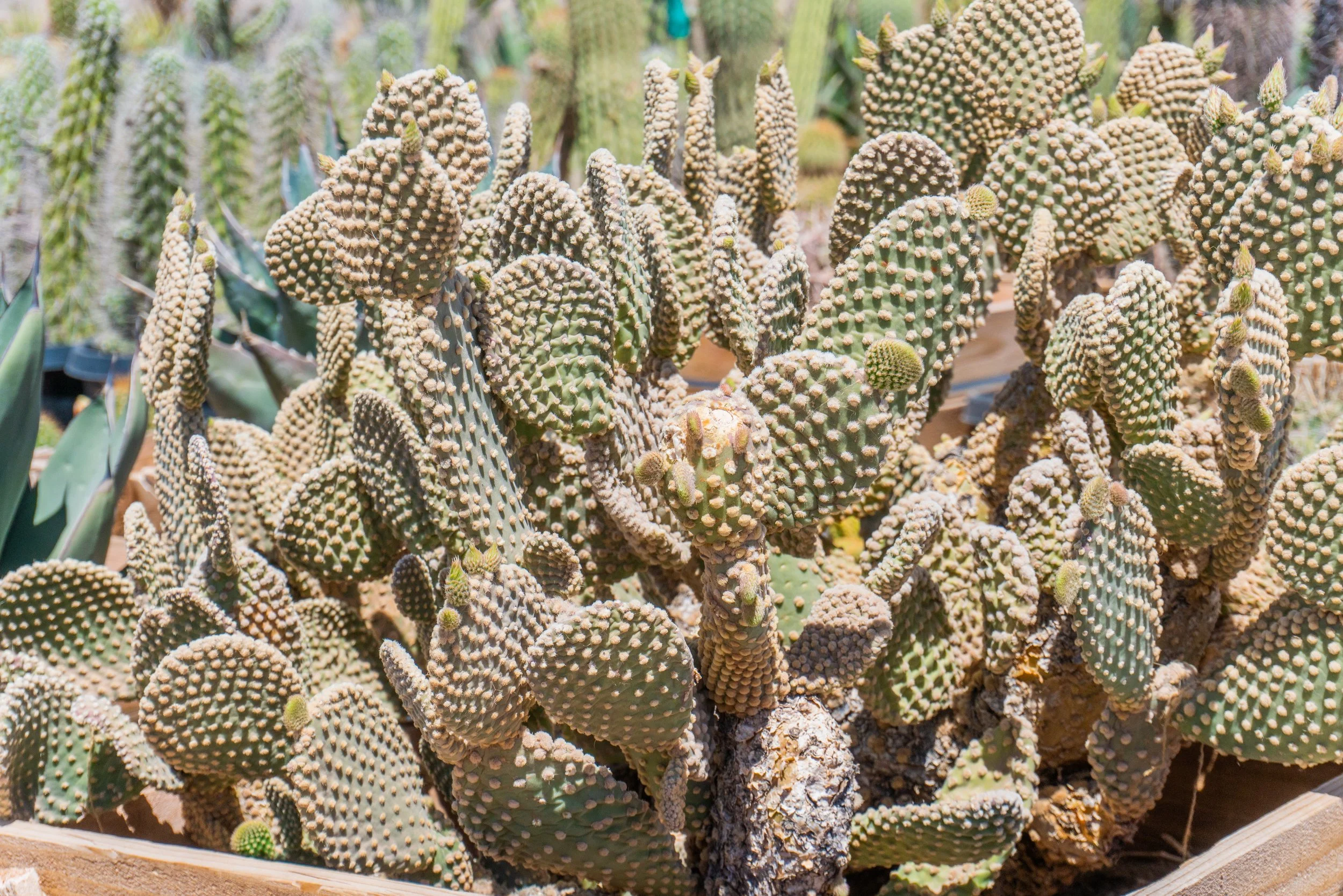 Joshua Tree | Buy Yucca brevifolia Online - Cactus World