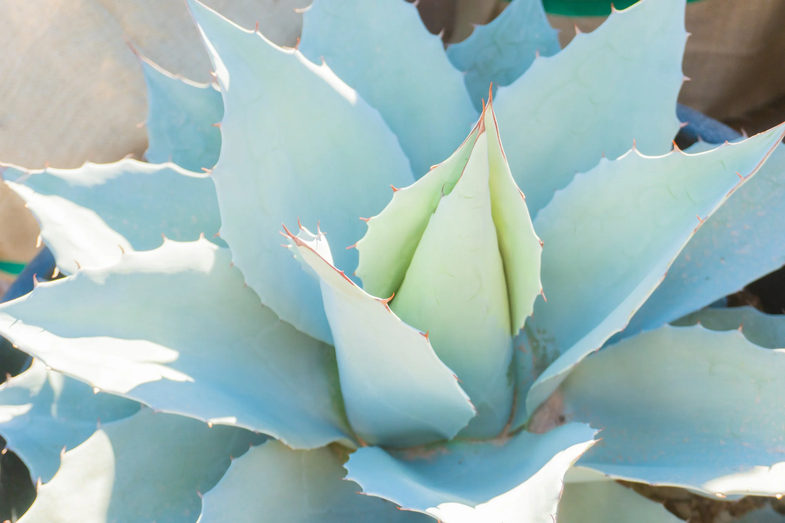 Shop — Cactus World