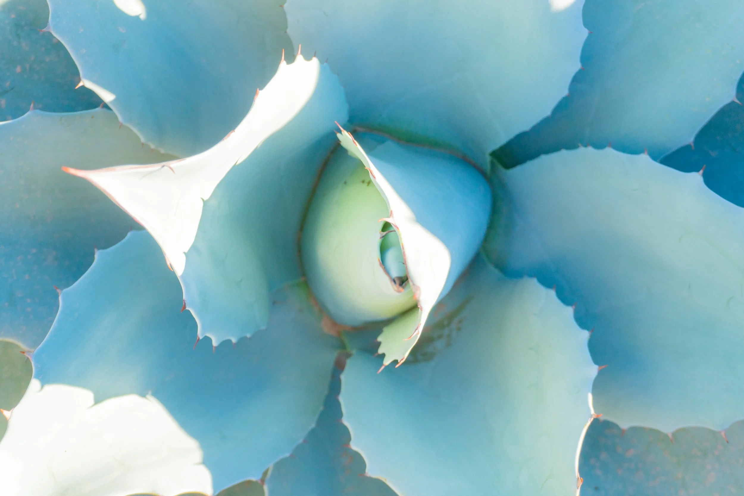 Shop — Cactus World
