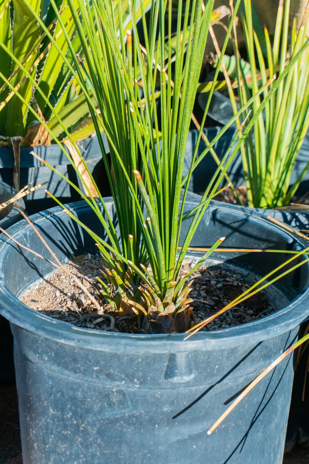 Shop — Cactus World