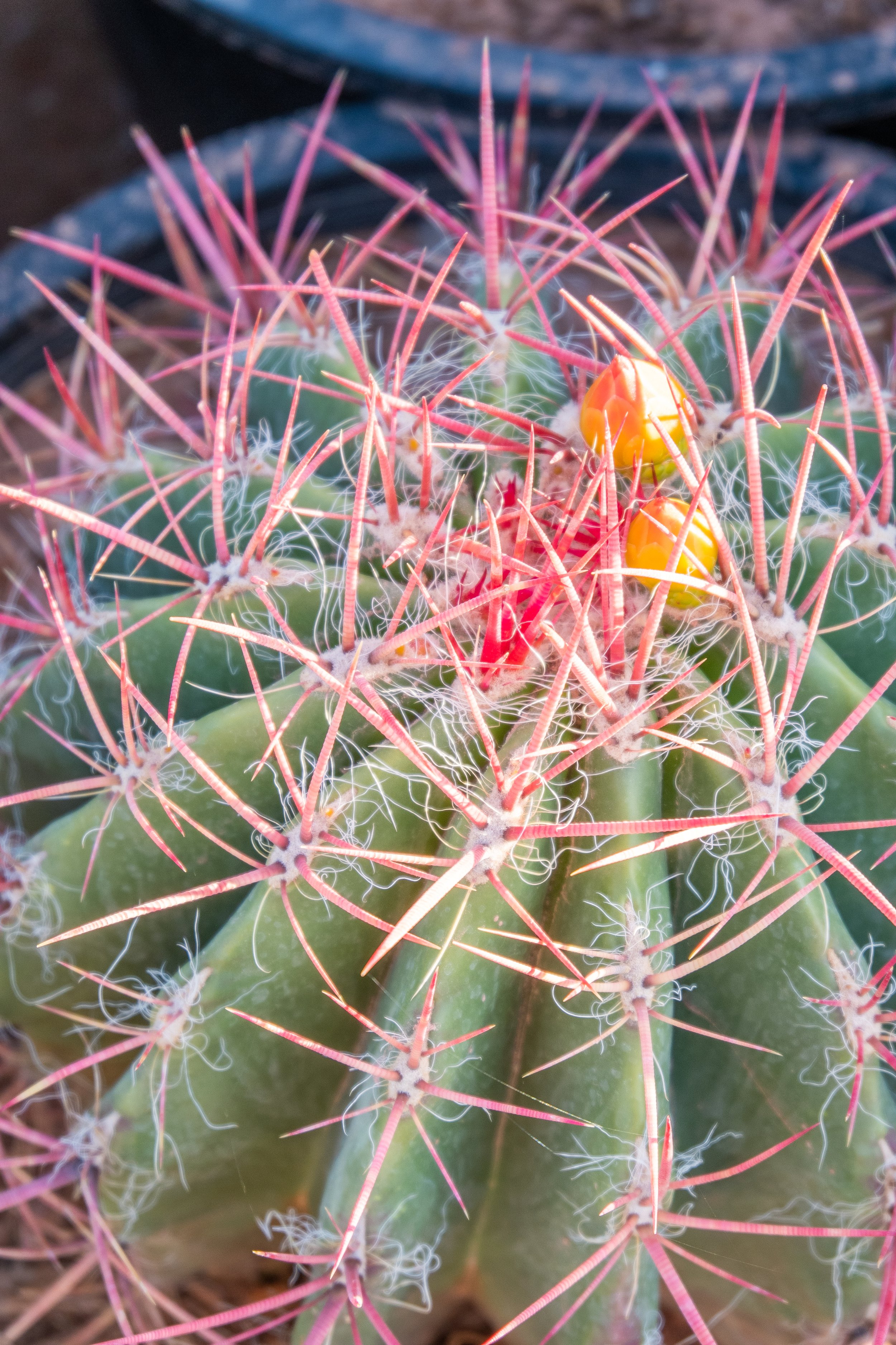 Red Baja Barrel (Ferocactus Prenglei) — Cactus World