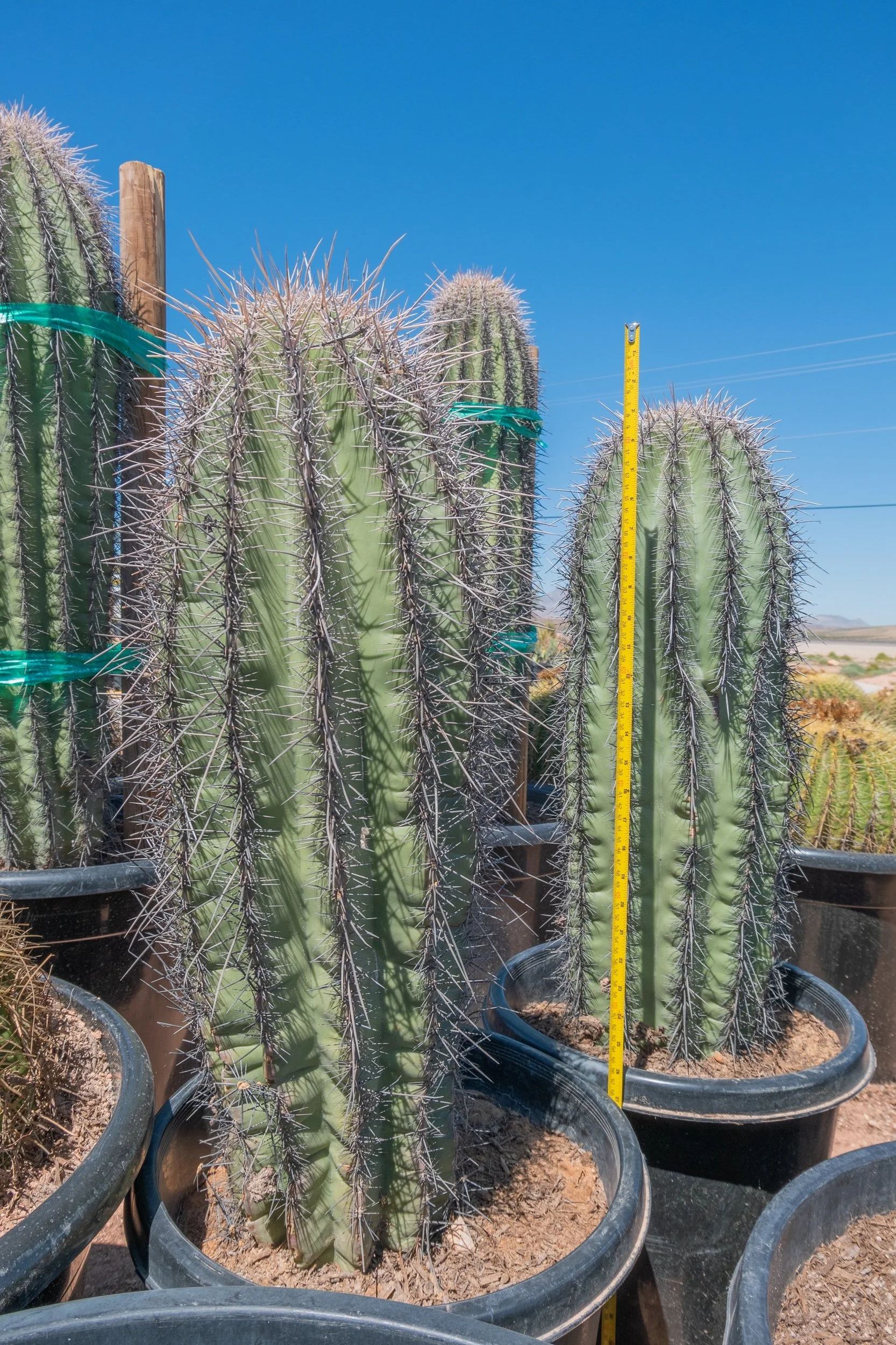 Old Man Cactus (Oreocereus celsianus) — Cactus World