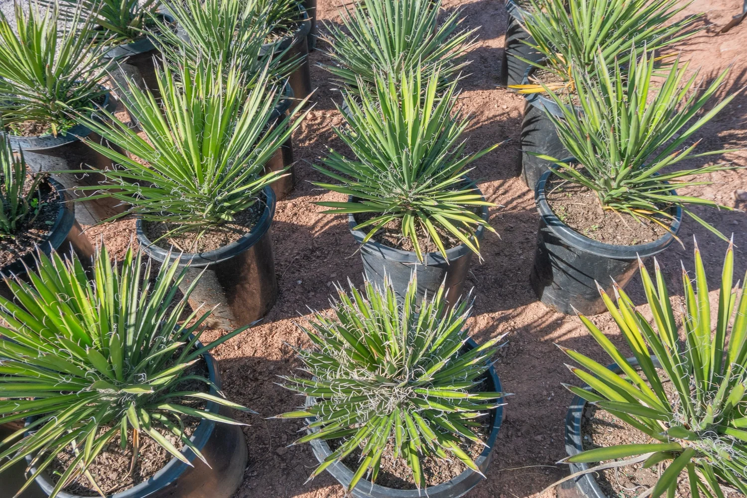 Joshua Tree | Buy Yucca brevifolia Online - Cactus World