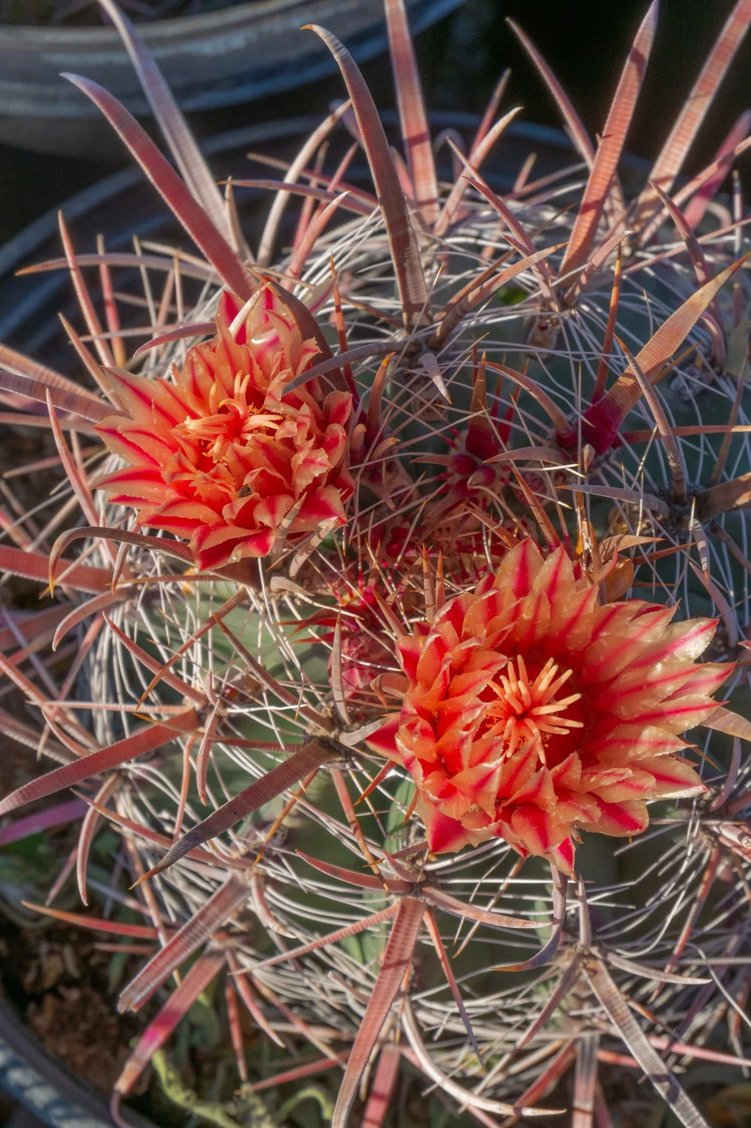 Cactus World: Online Nursery - Cactus , Yucca, Agave, Succulents
