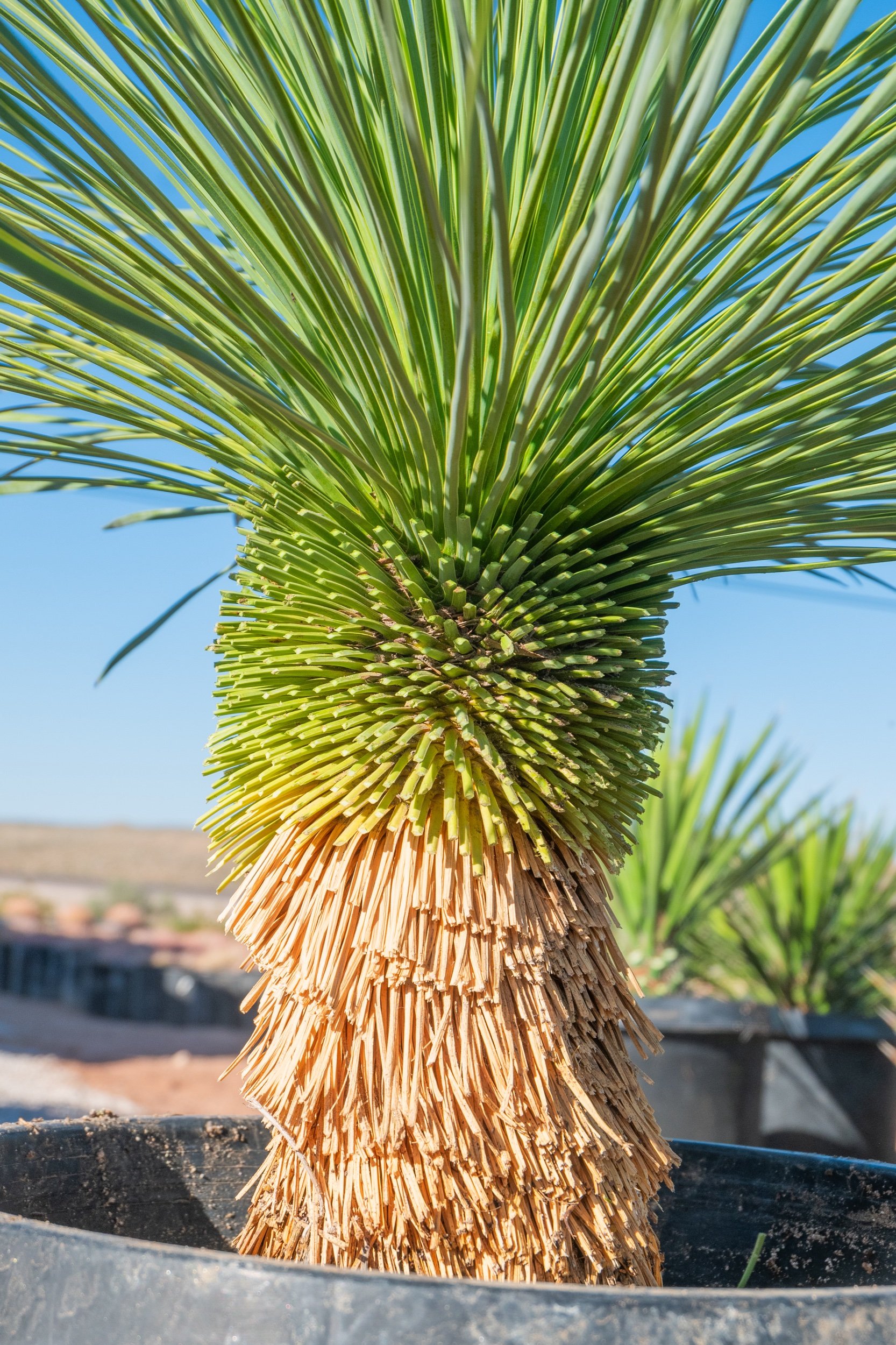 Joshua Tree | Buy Yucca brevifolia Online - Cactus World