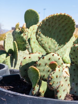 Joshua Tree | Buy Yucca brevifolia Online - Cactus World