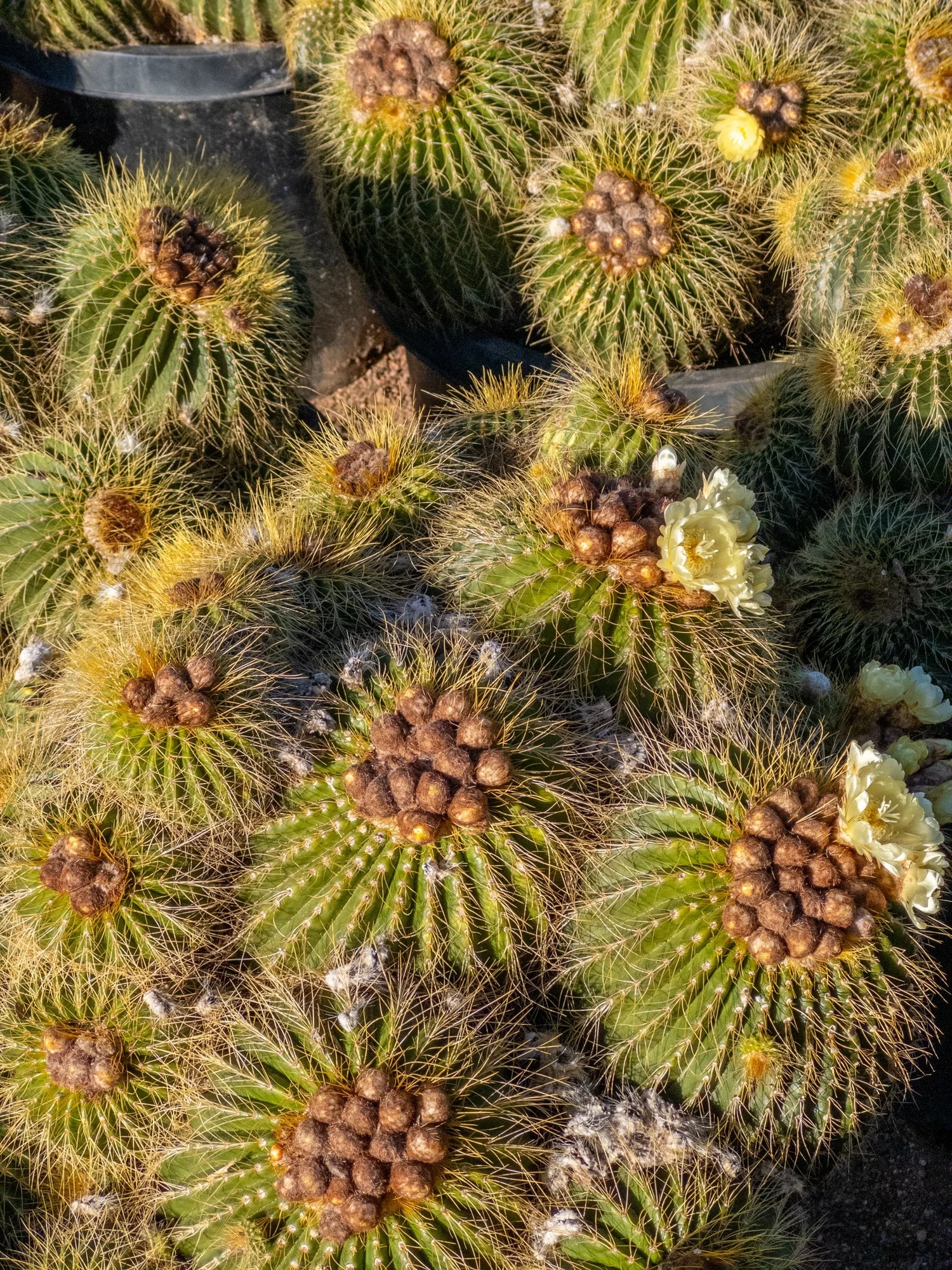 Home Page: Cactus World | Buy Cacti Online - Unique & Rare Cactus ...