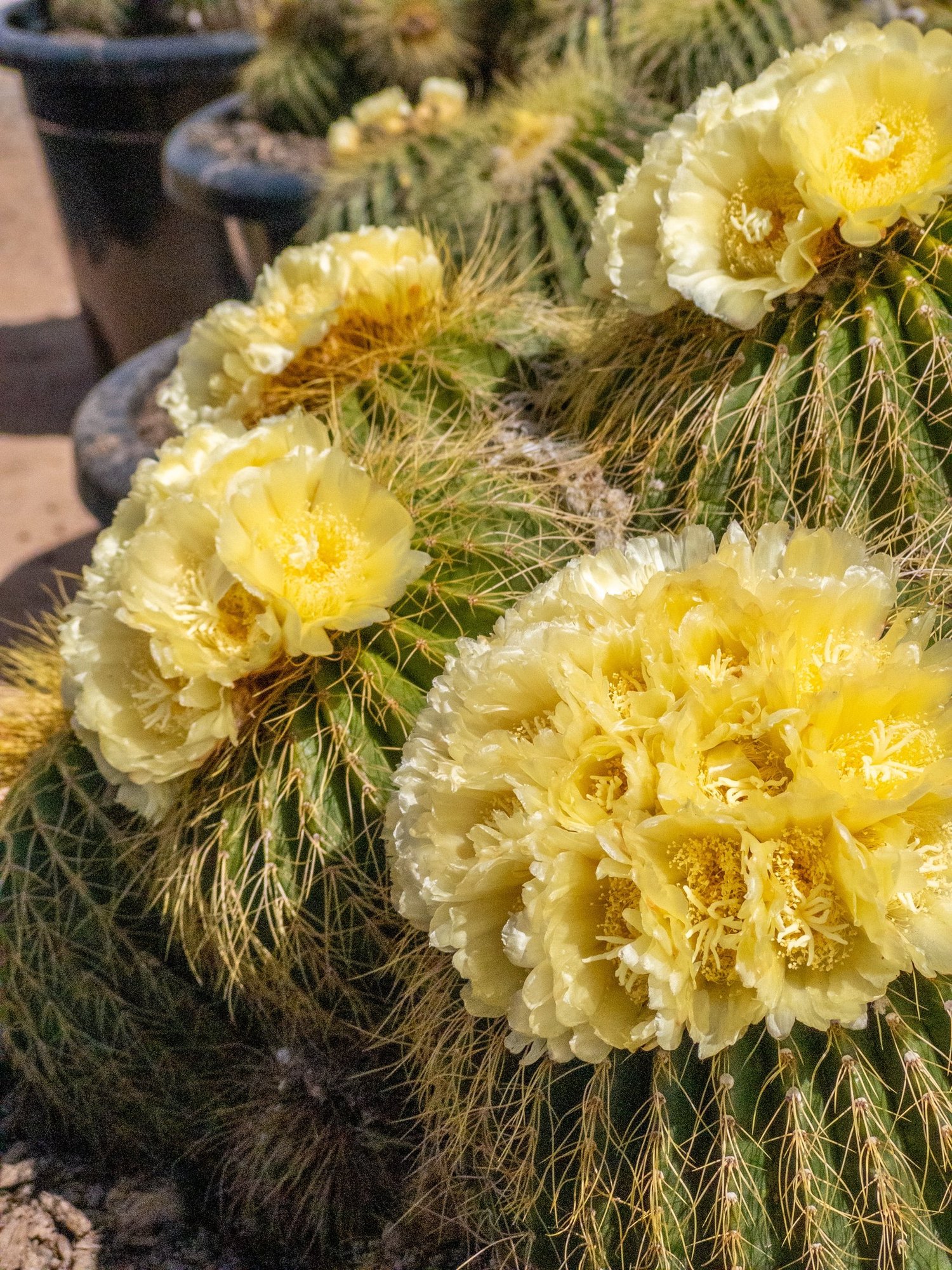 Home Page: Cactus World | Buy Cacti Online - Unique & Rare Cactus ...