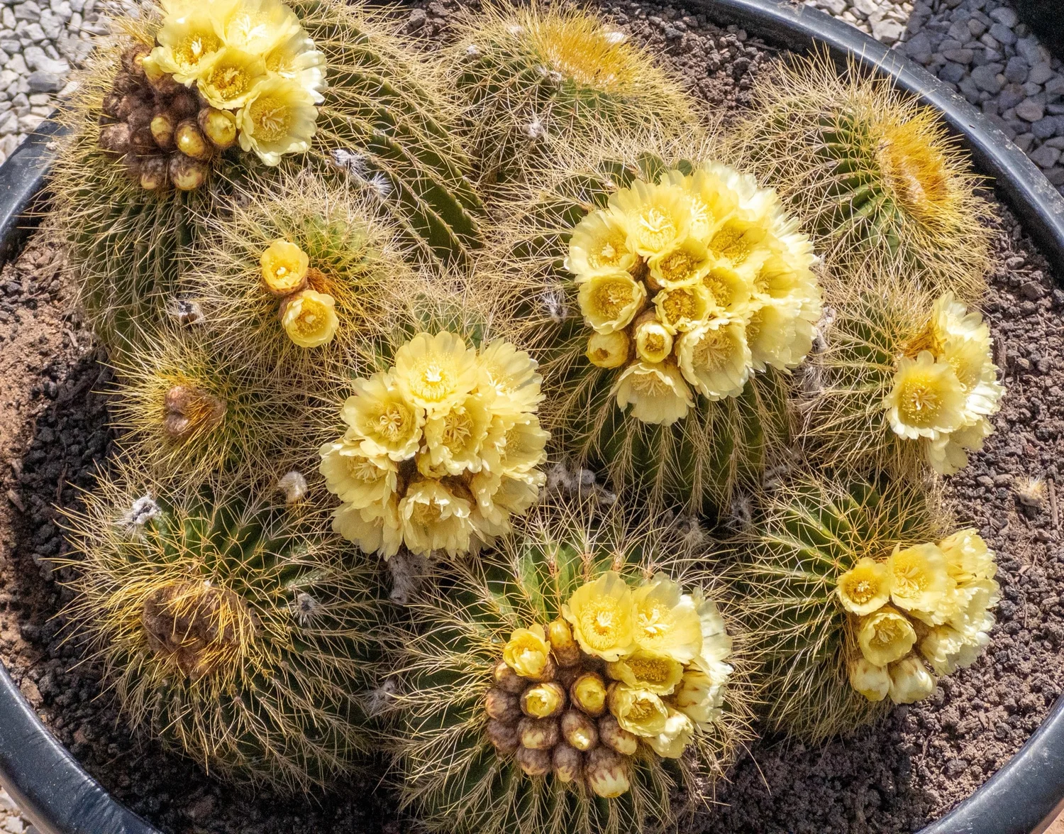 Home Page: Cactus World | Buy Cacti Online - Unique & Rare Cactus ...