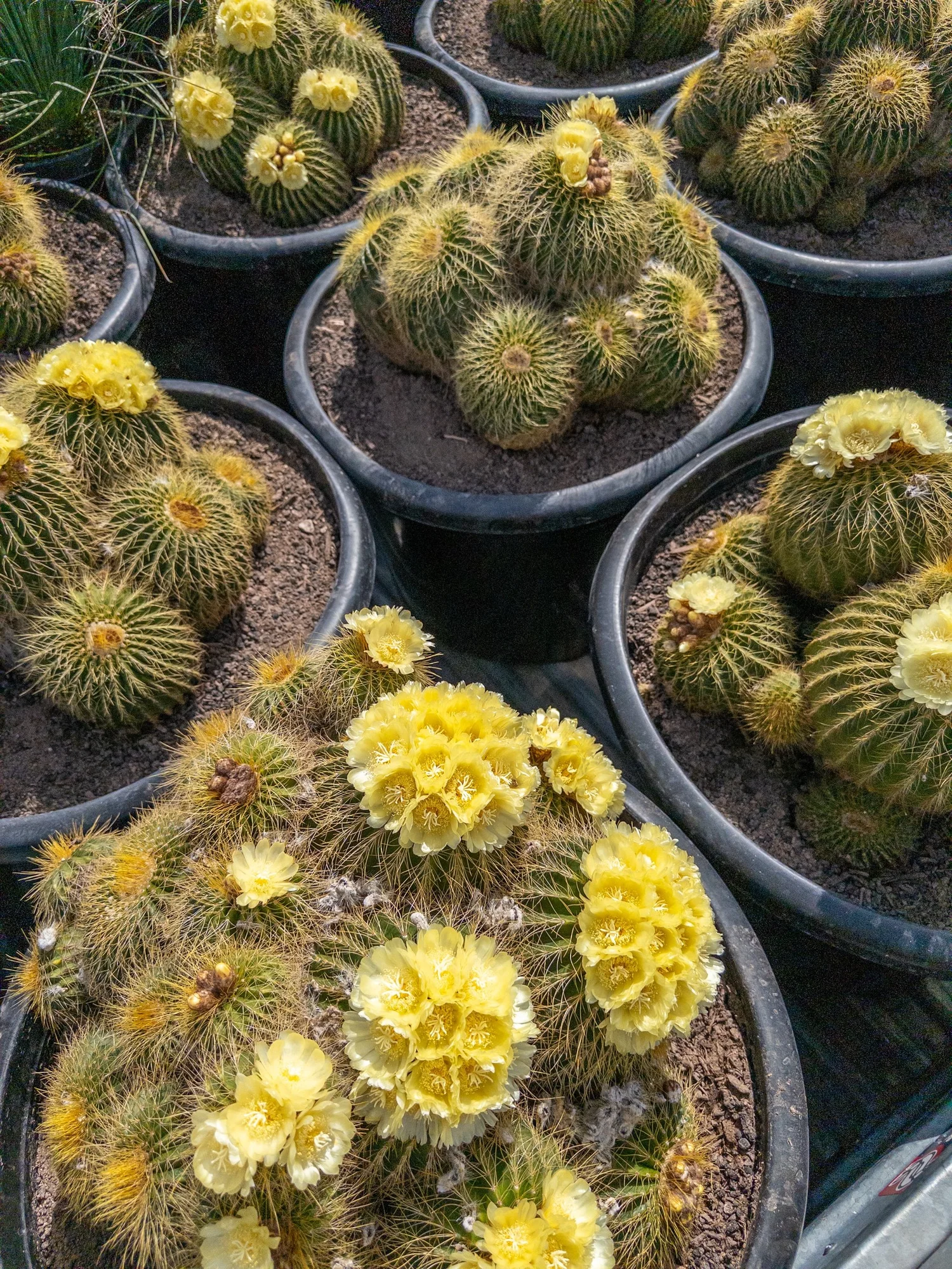 Home Page: Cactus World | Buy Cacti Online - Unique & Rare Cactus ...