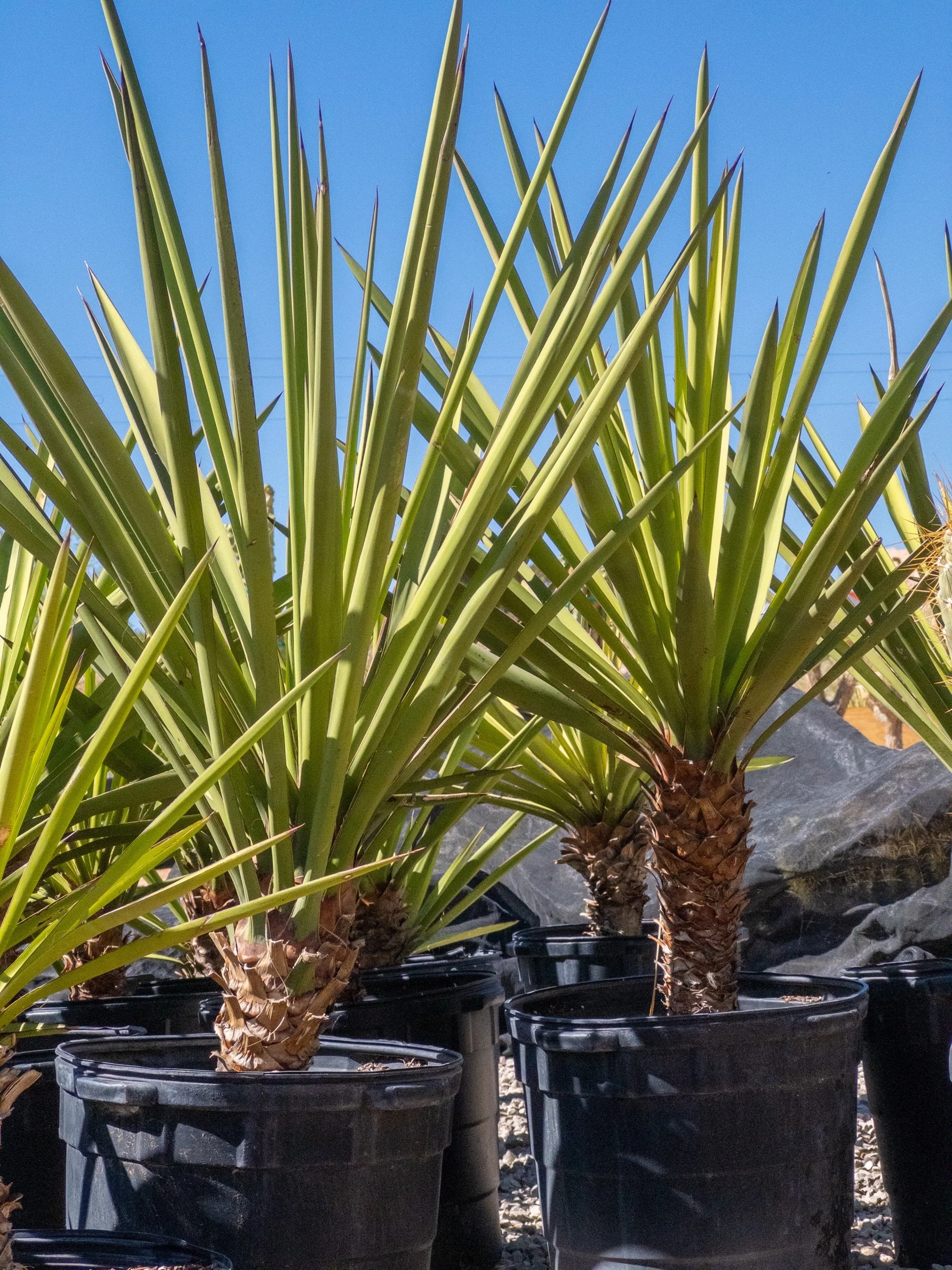 Joshua Tree | Buy Yucca brevifolia Online - Cactus World