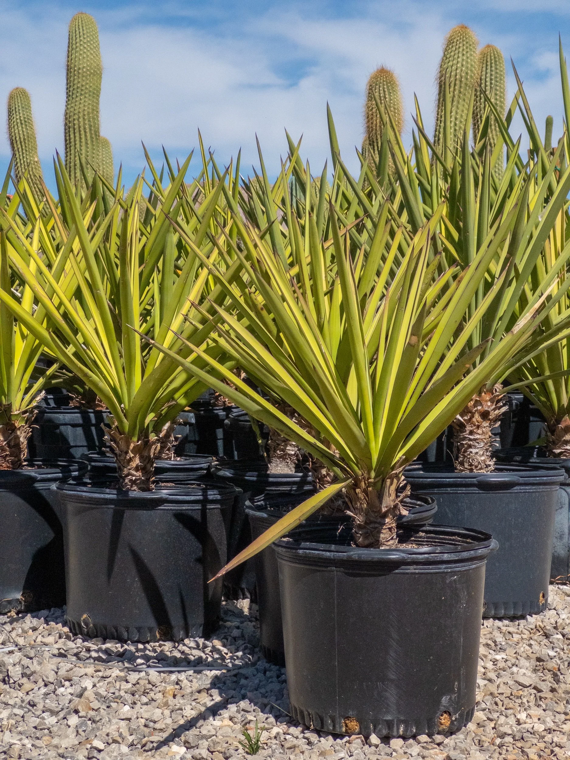 Joshua Tree | Buy Yucca brevifolia Online - Cactus World