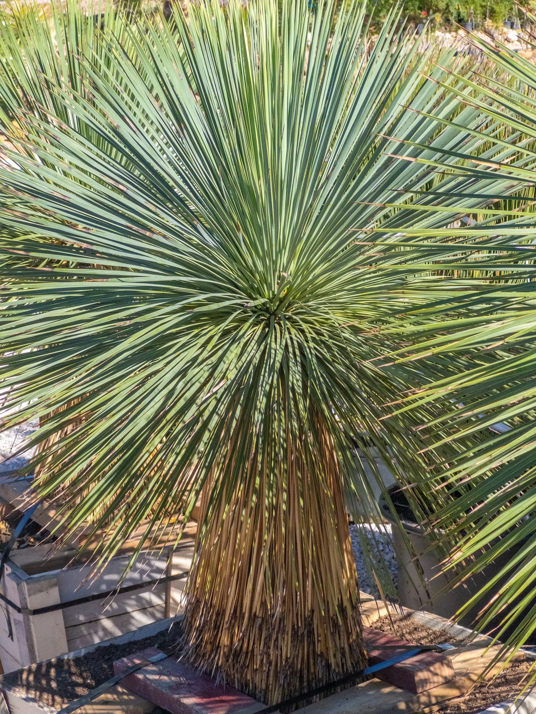 Joshua Tree | Buy Yucca brevifolia Online - Cactus World
