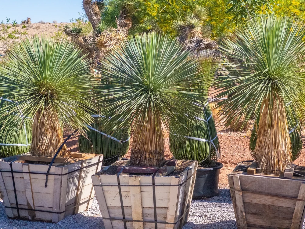 Joshua Tree | Buy Yucca brevifolia Online - Cactus World
