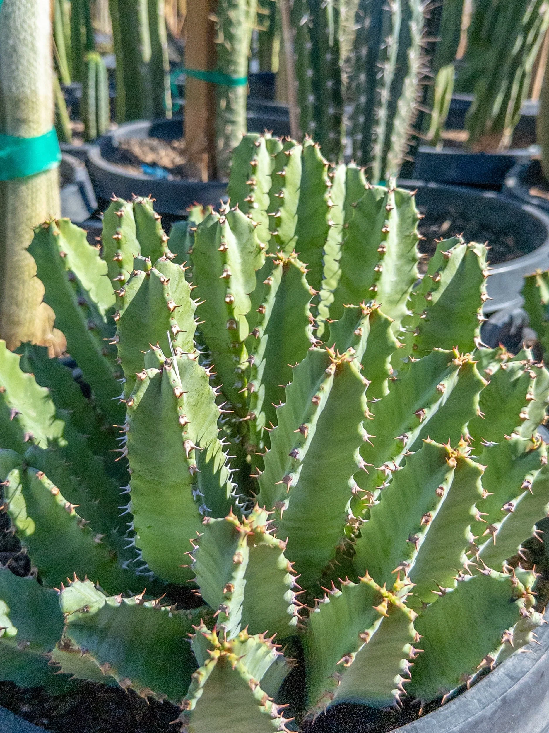 Home Page: Cactus World | Buy Cacti Online - Unique & Rare Cactus ...