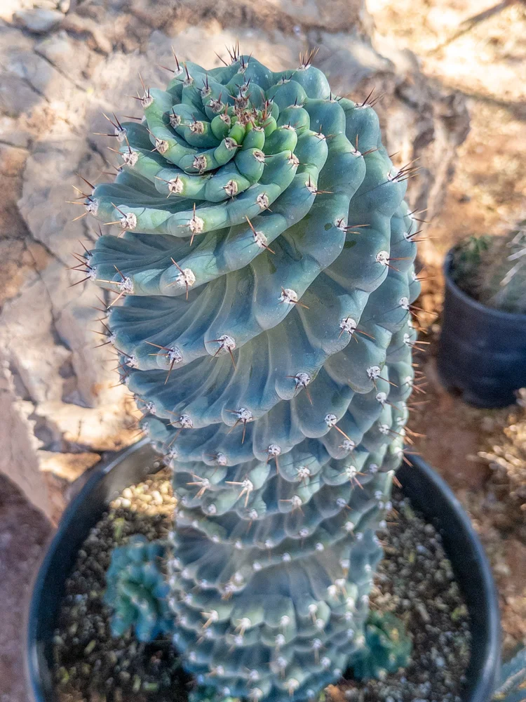 Home Page: Cactus World | Buy Cacti Online - Unique & Rare Cactus ...
