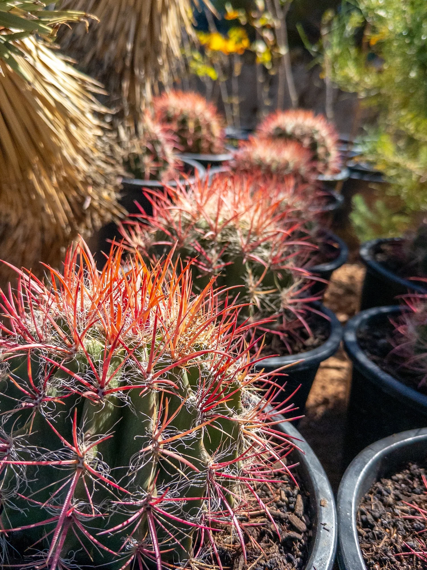 Home Page: Cactus World | Buy Cacti Online - Unique & Rare Cactus ...