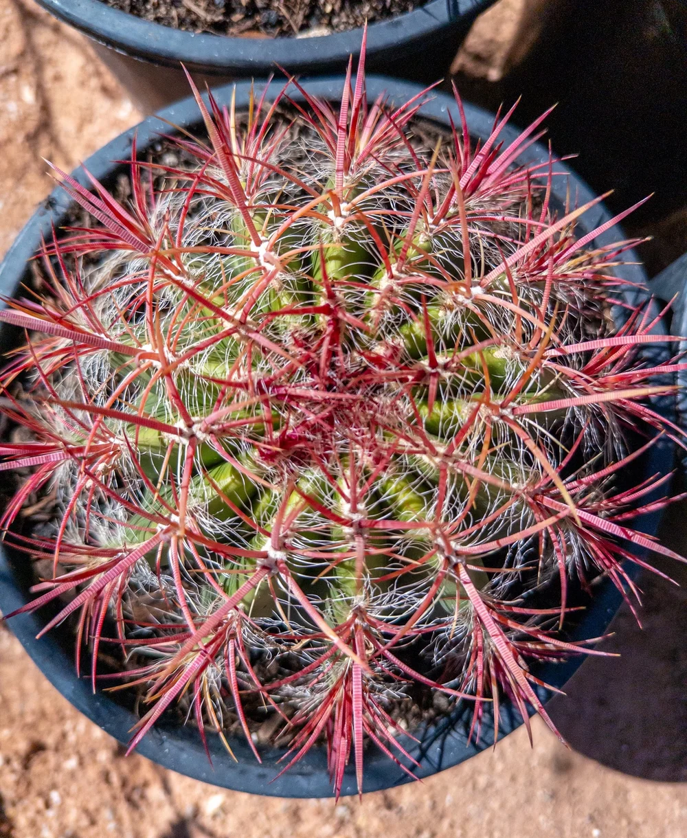 Home Page: Cactus World | Buy Cacti Online - Unique & Rare Cactus ...
