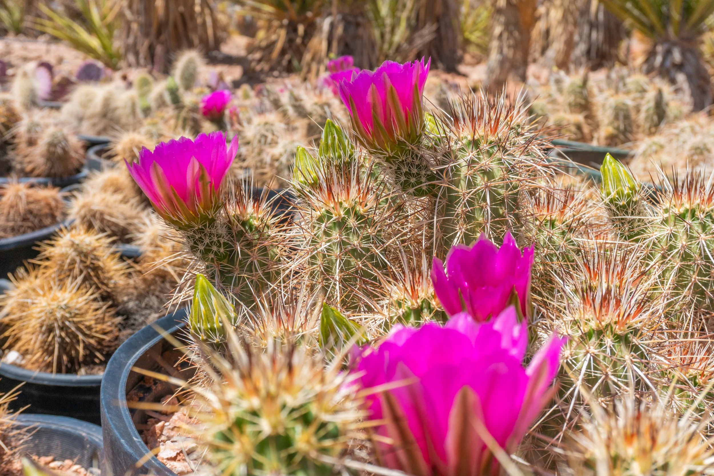 Home Page: Cactus World | Buy Cacti Online - Unique & Rare Cactus ...