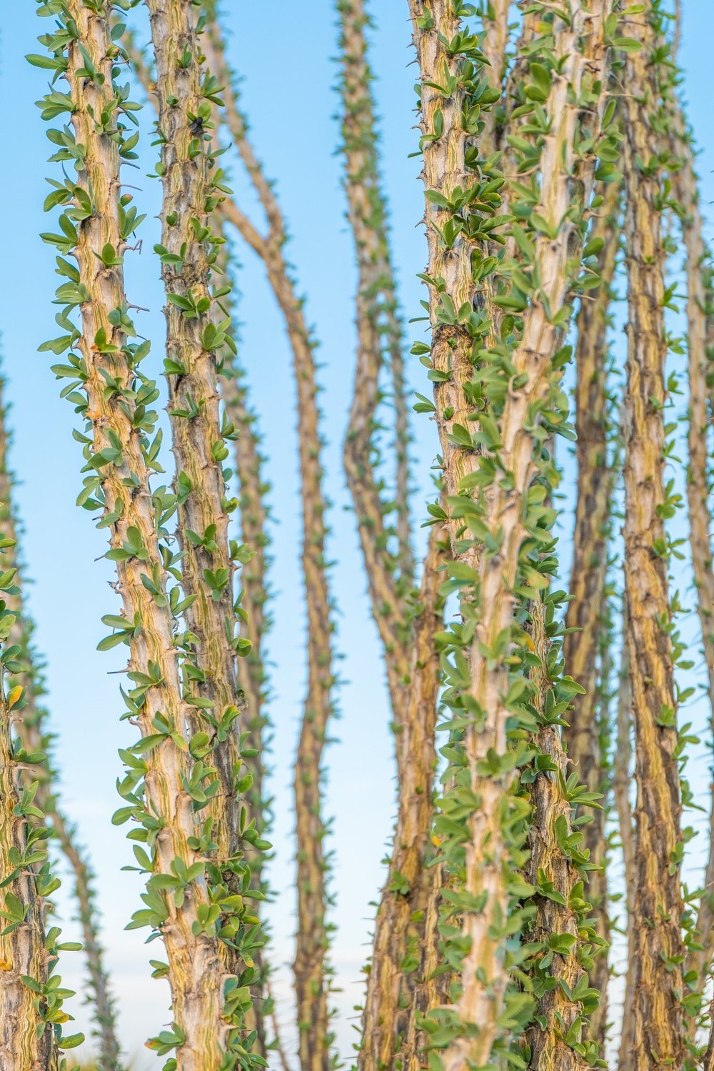 Cactus World: Online Nursery - Cactus , Yucca, Agave, Succulents