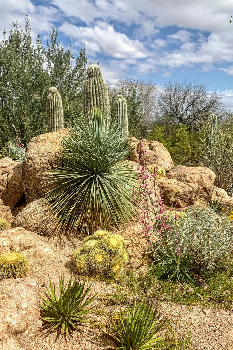 Home Page: Cactus World | Buy Cacti Online - Unique & Rare Cactus ...
