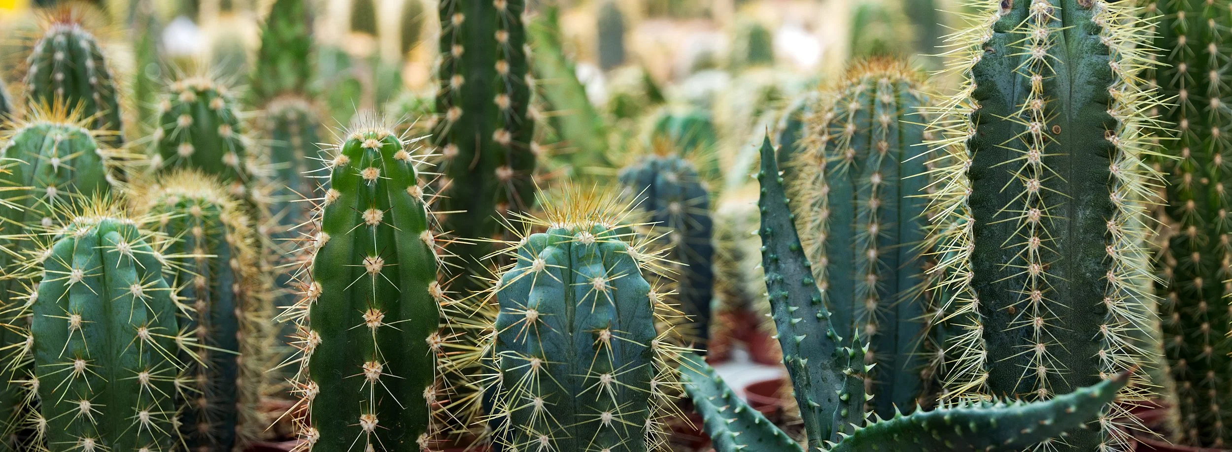 Home Page: Cactus World | Buy Cacti Online - Unique & Rare Cactus ...
