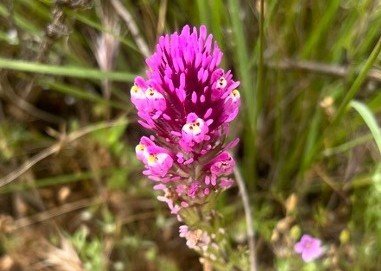 Parasitic Plants — Friends of Blue Sky Canyon