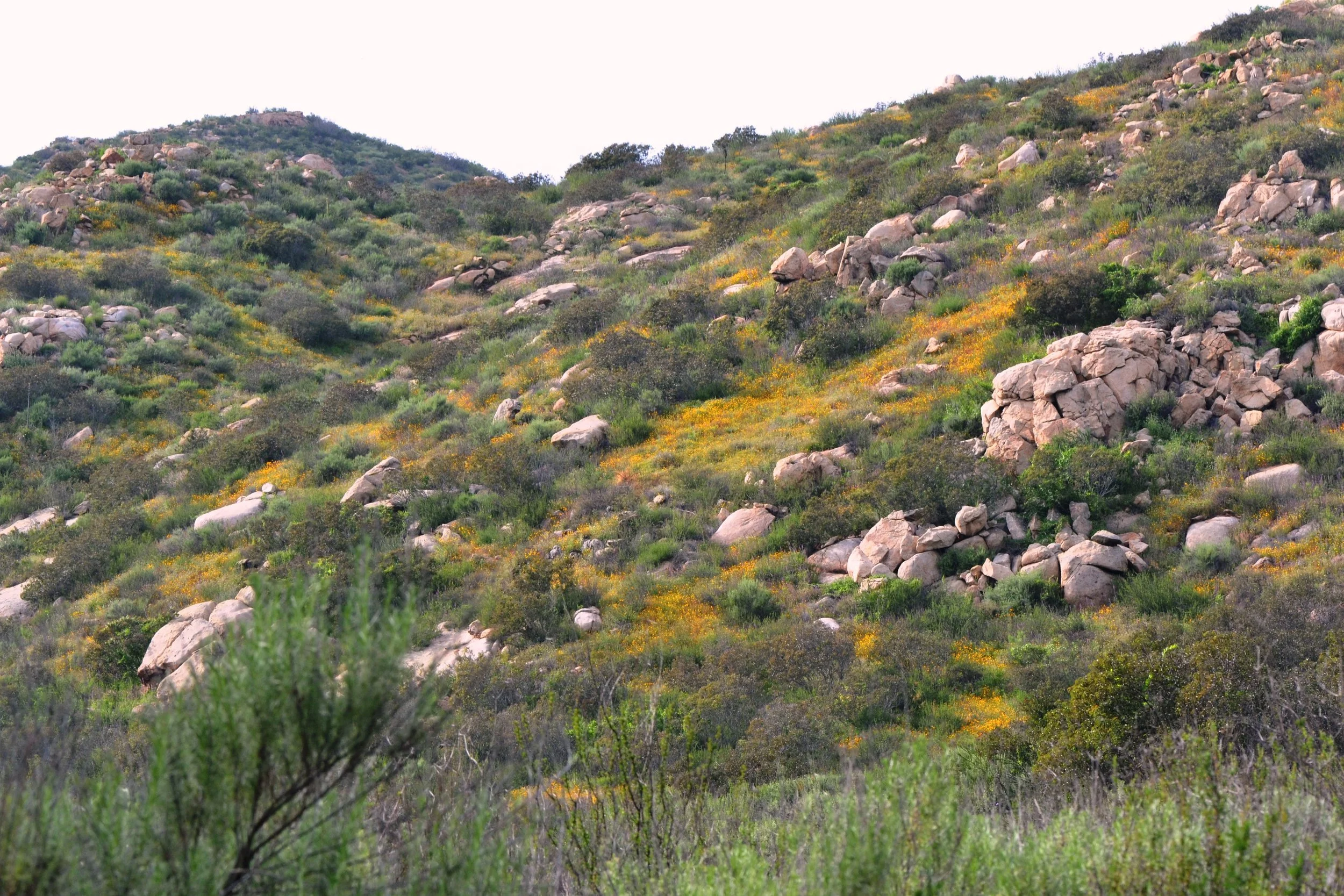 Habitats — Friends of Blue Sky Canyon